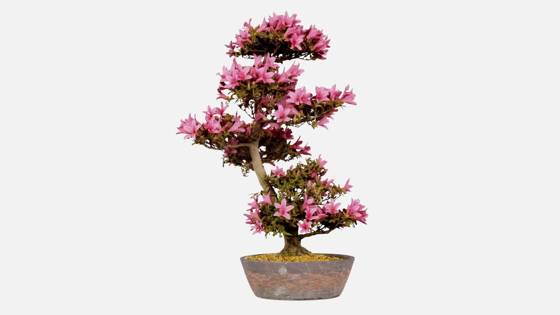 Satsuki Azalea Large Cluster Red Rhododendron Indicum Bonsai Tree - 3D ...