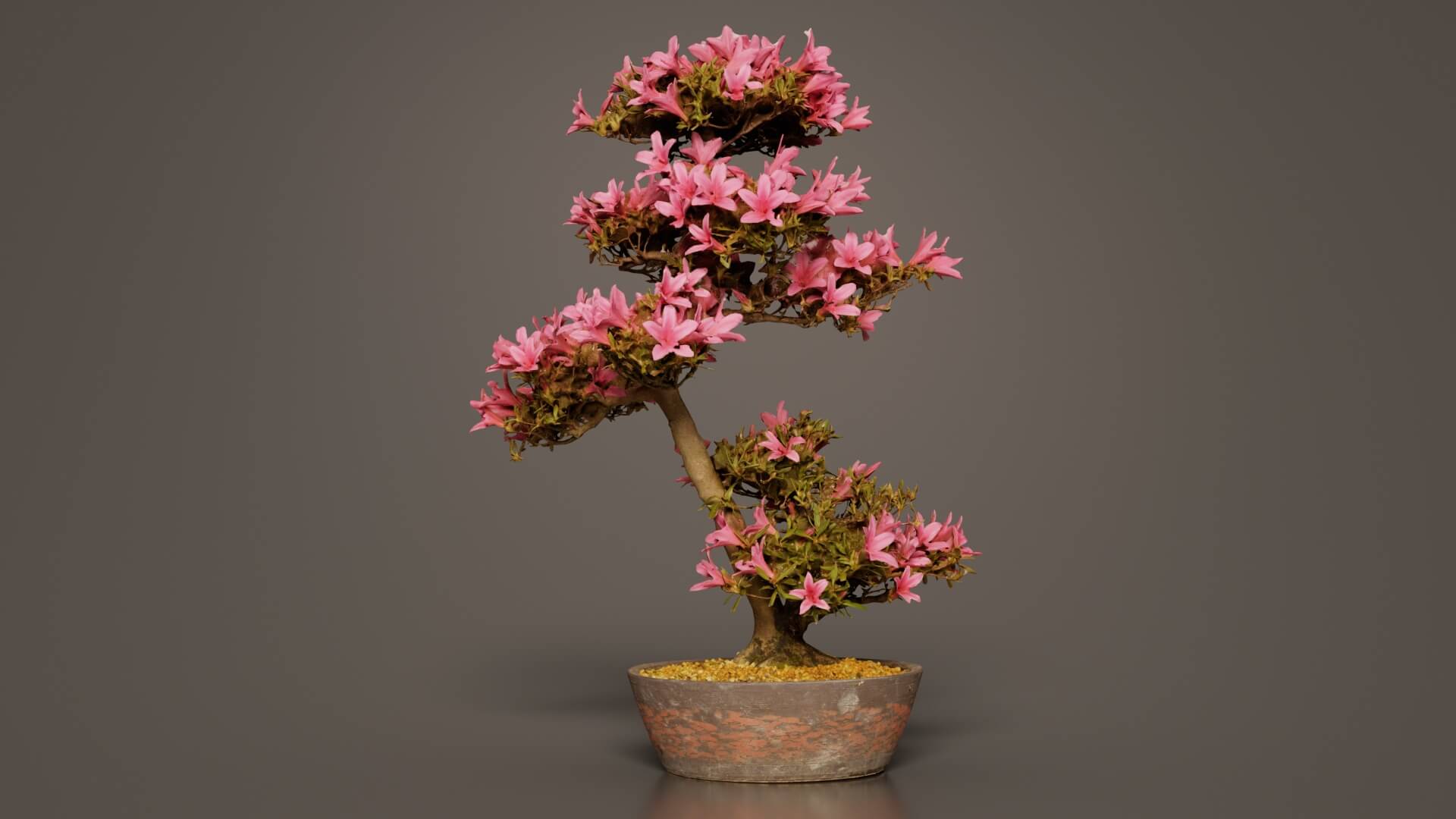 Satsuki Azalea Large Cluster Red Rhododendron Indicum Bonsai Tree - 3D ...
