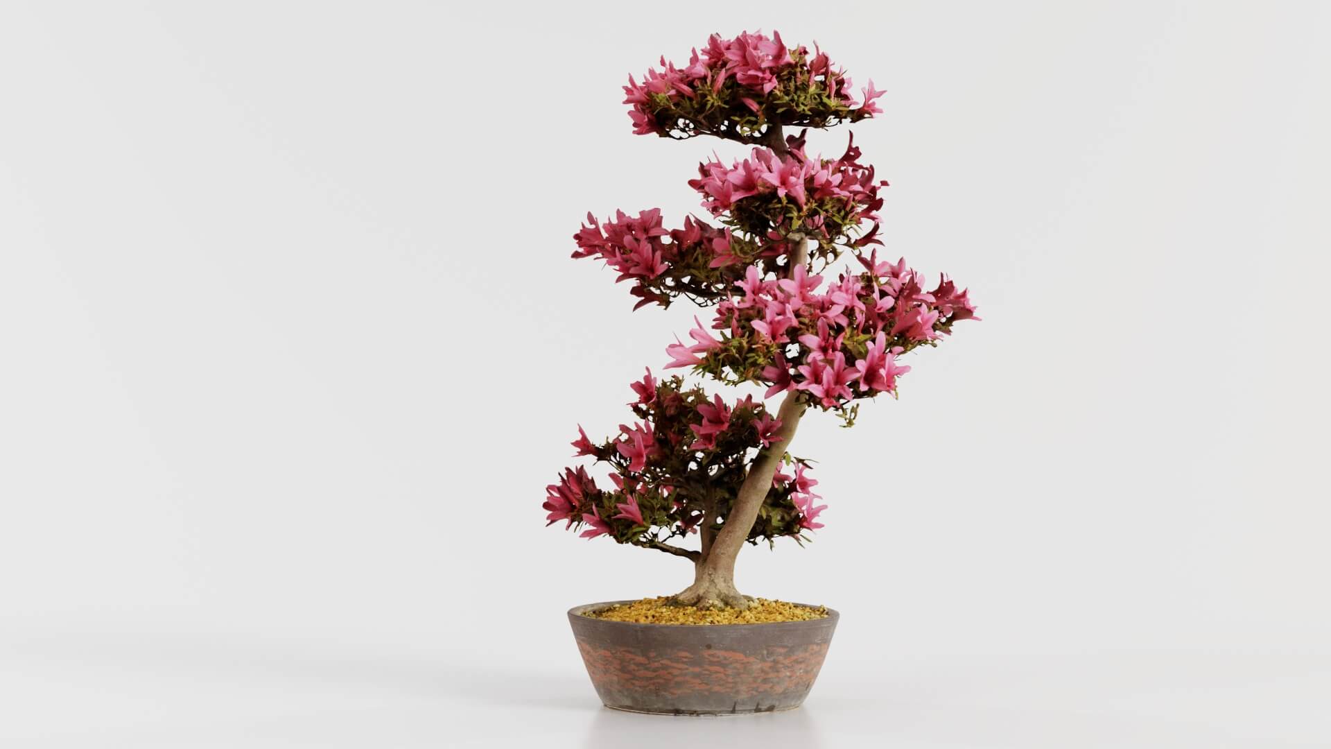 Satsuki Azalea Large Cluster Red Rhododendron Indicum Bonsai Tree - 3D ...