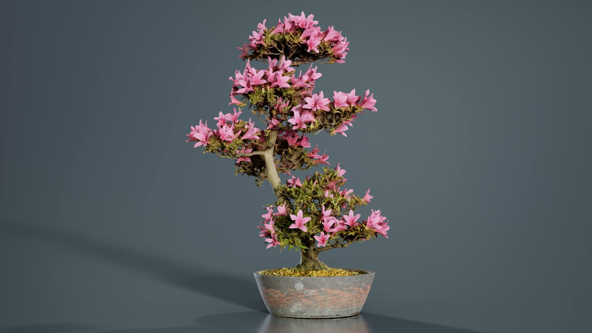 Satsuki Azalea Large Cluster Red Rhododendron Indicum Bonsai Tree - 3D ...
