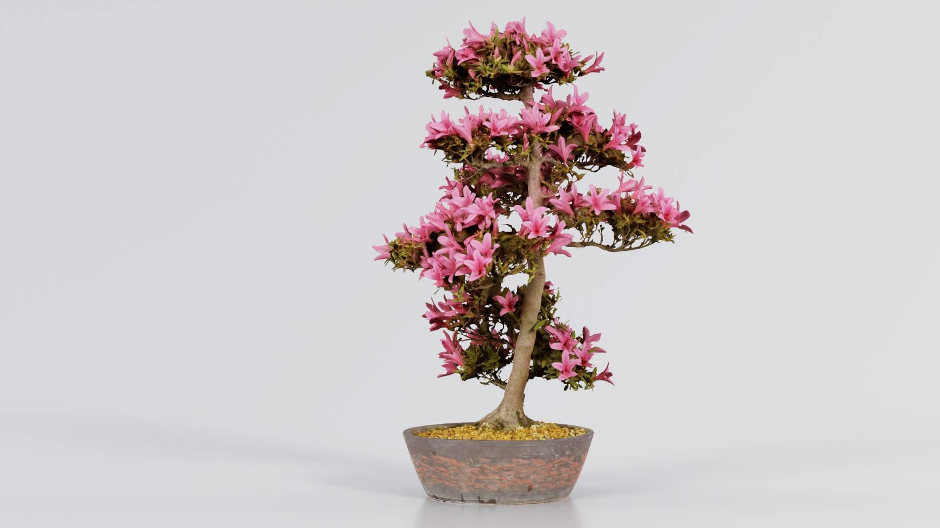 Satsuki Azalea Large Cluster Red Rhododendron Indicum Bonsai Tree - 3D ...