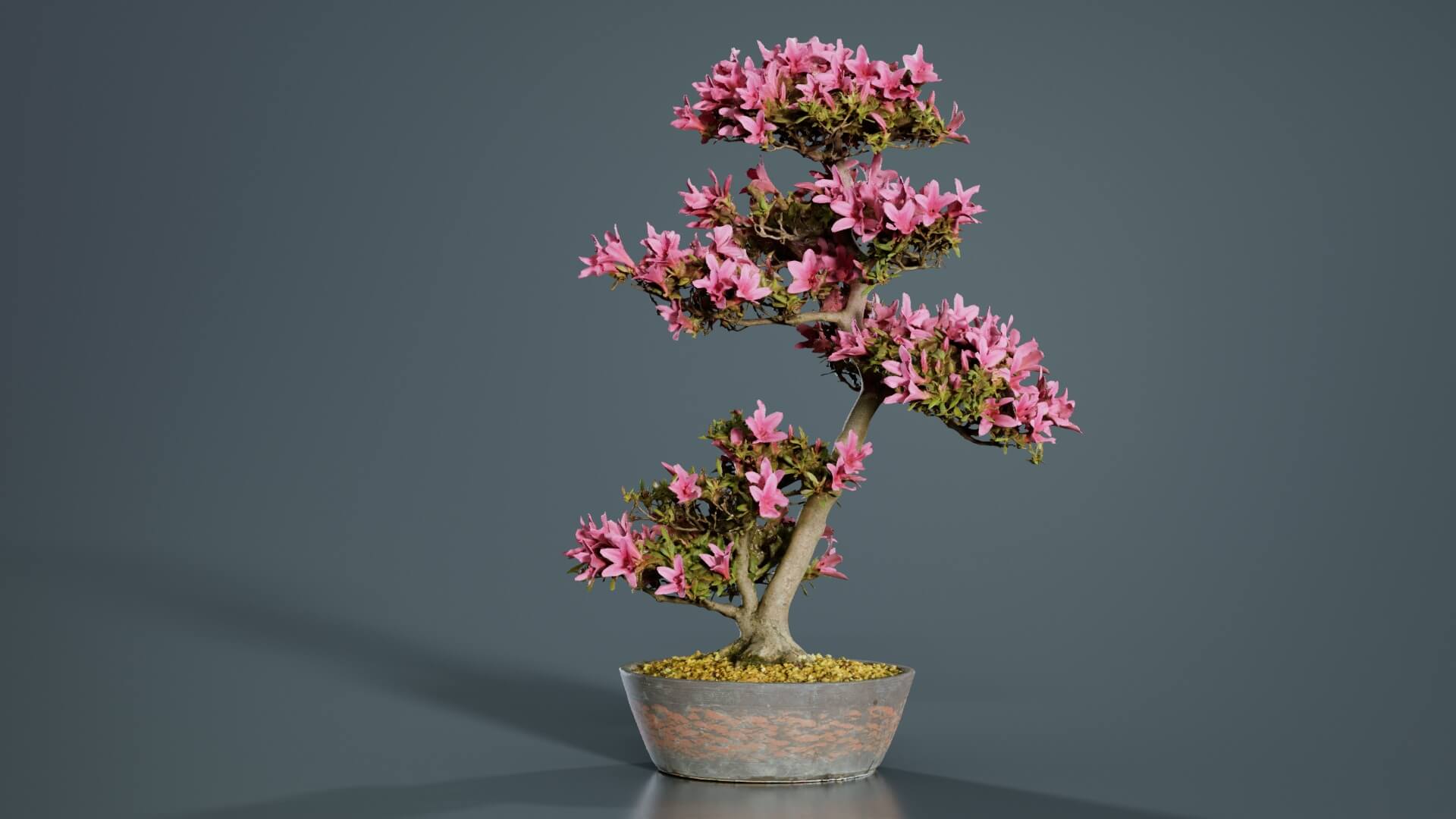 Satsuki Azalea Large Cluster Red Rhododendron Indicum Bonsai Tree - 3D ...