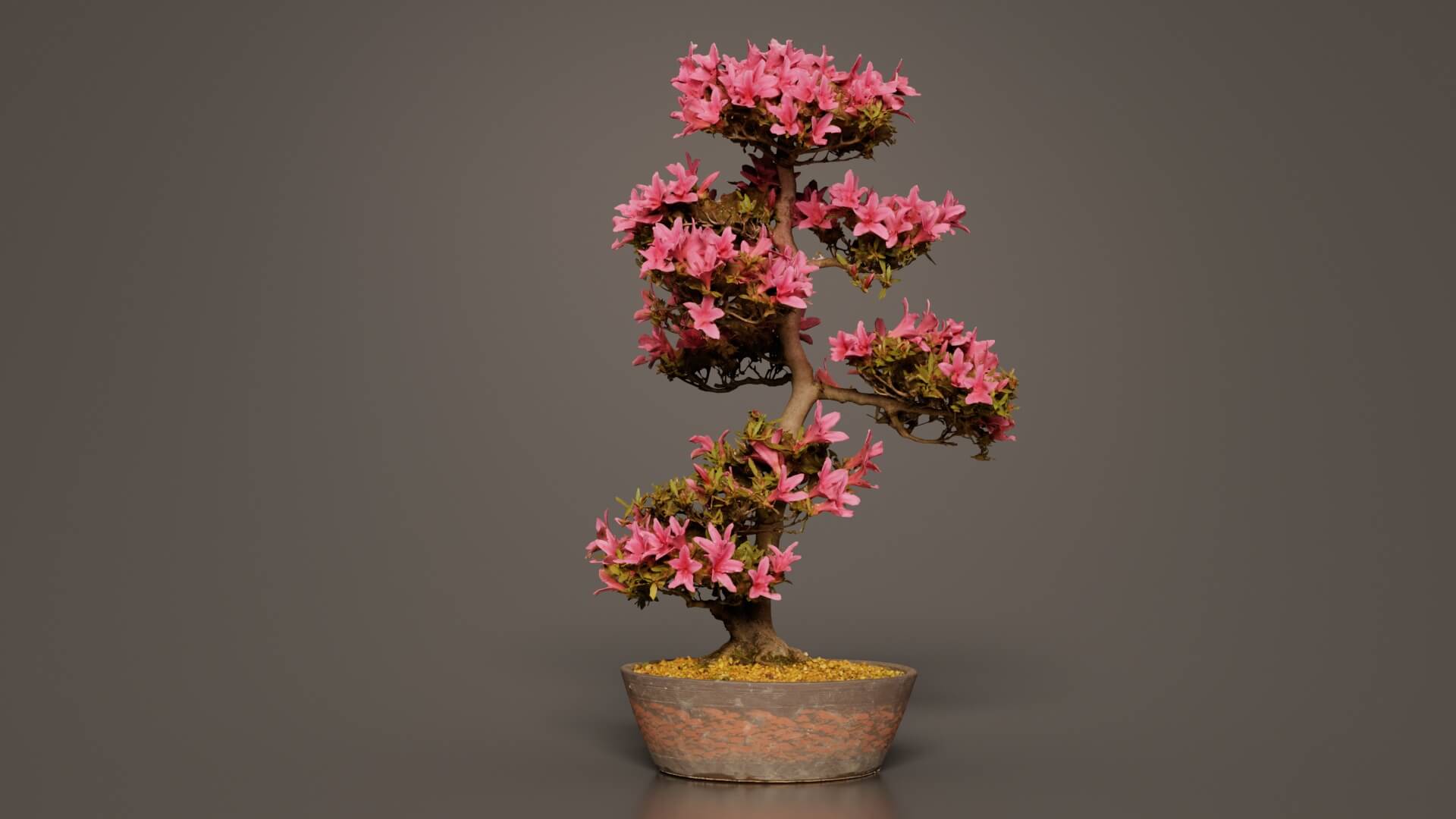 Satsuki Azalea Large Cluster Red Rhododendron Indicum Bonsai Tree - 3D ...