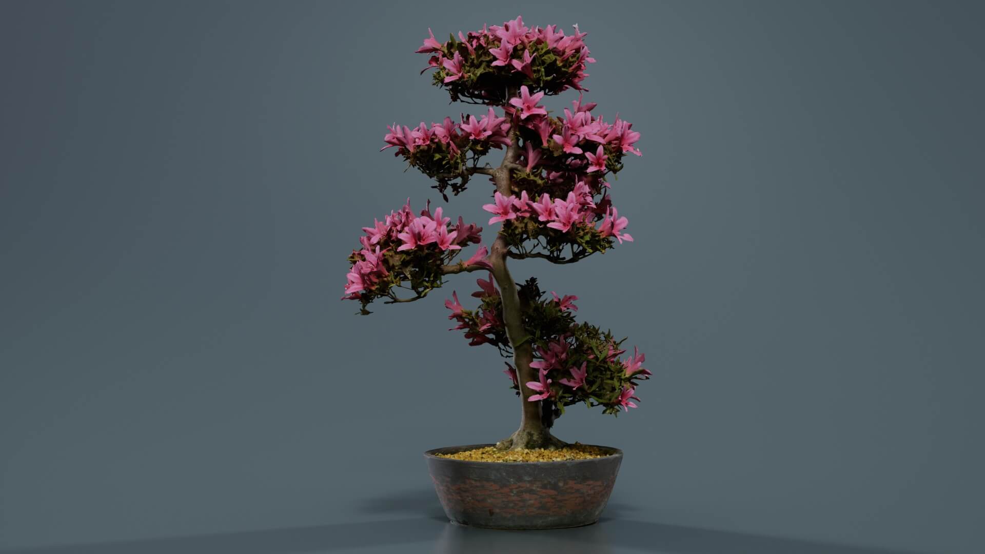 Satsuki Azalea Large Cluster Red Rhododendron Indicum Bonsai Tree - 3D ...