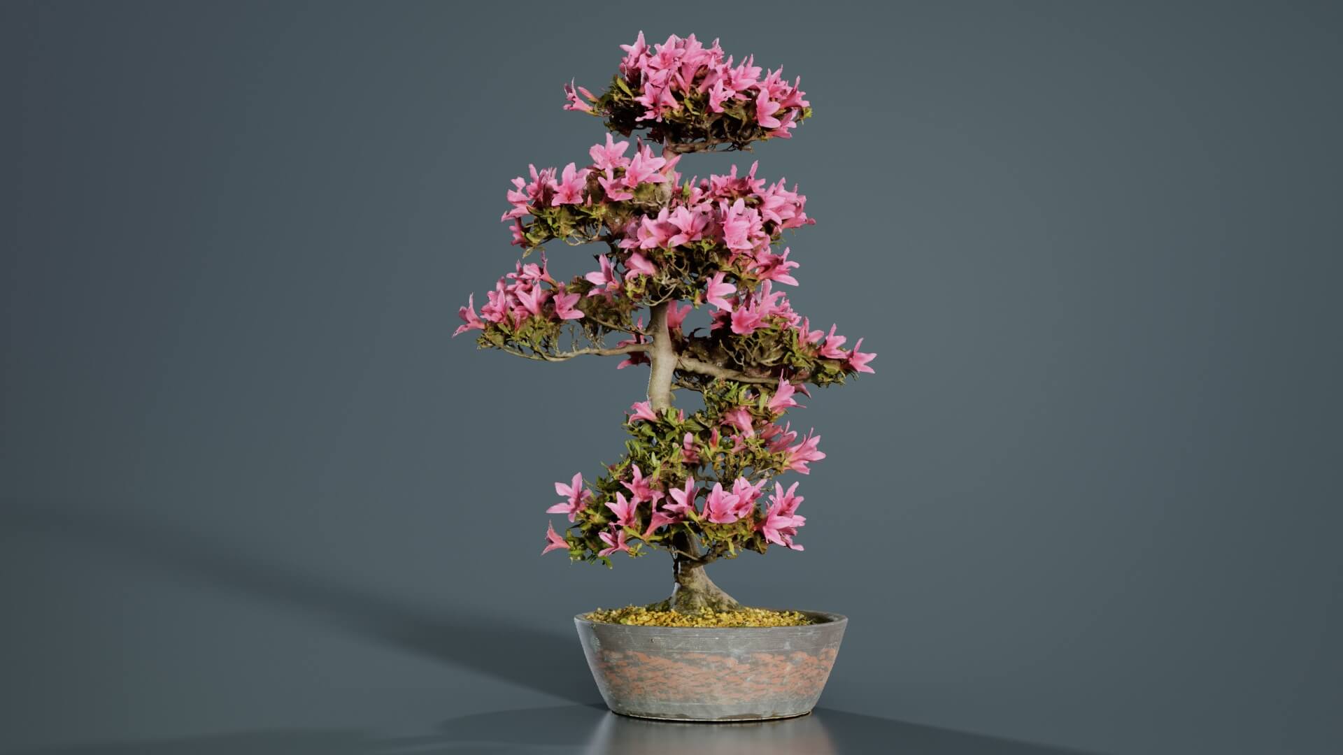 Satsuki Azalea Large Cluster Red Rhododendron Indicum Bonsai Tree - 3D ...
