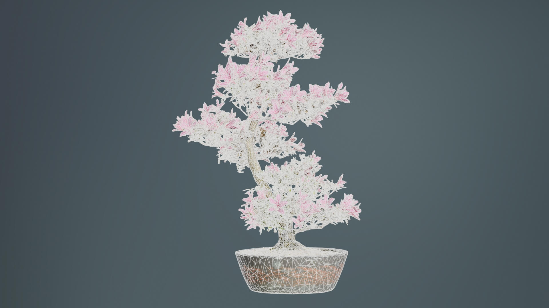 Satsuki Azalea Large Cluster Red Rhododendron Indicum Bonsai Tree - 3D ...