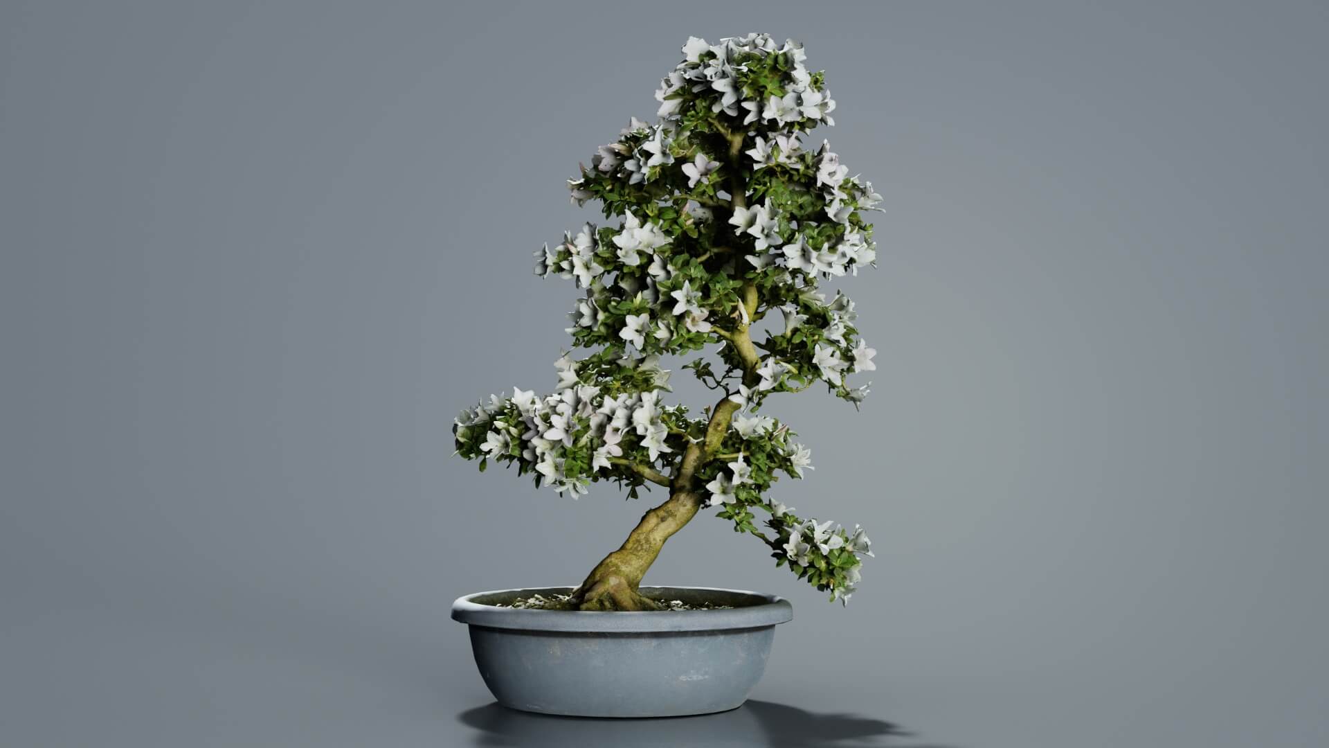 Satsuki Azalea Shakan Rhododendron Indicum Bonsai Tree - 3D Model by ...