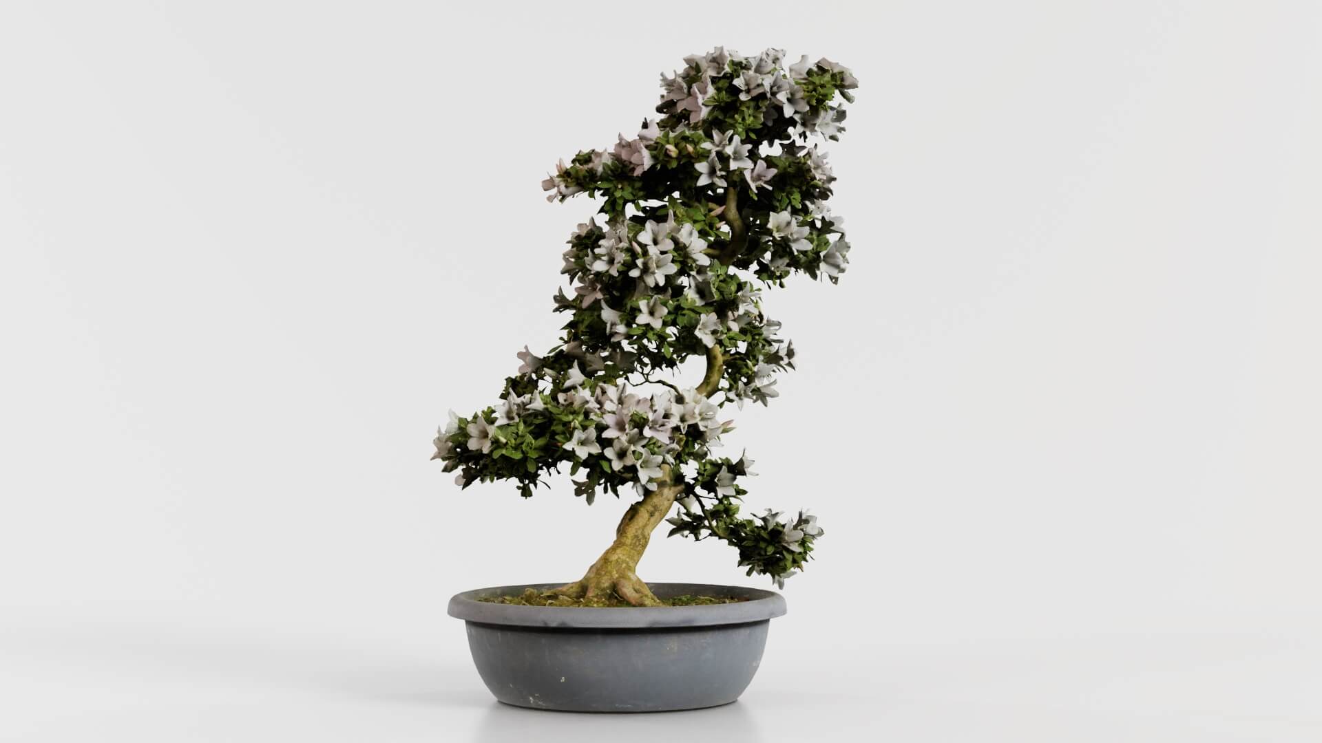 Satsuki Azalea Shakan Rhododendron Indicum Bonsai Tree - 3D Model by ...
