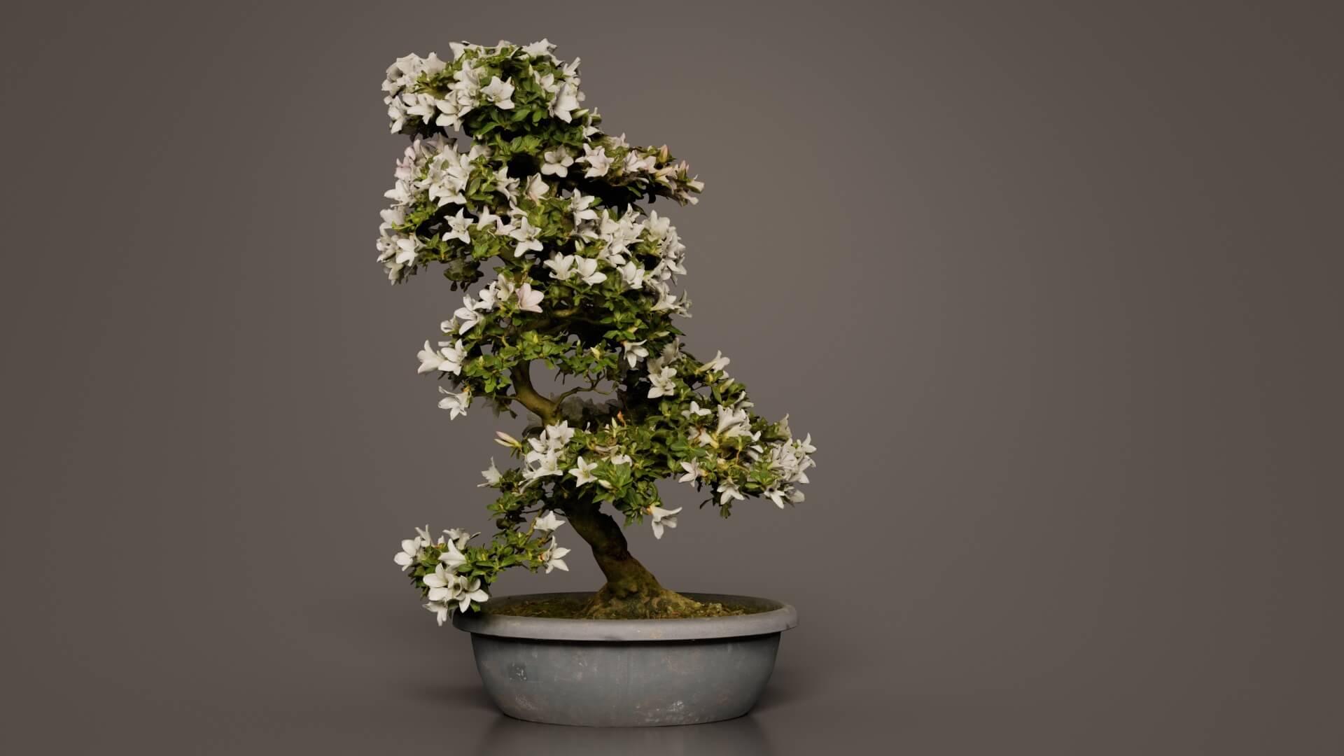 Satsuki Azalea Shakan Rhododendron Indicum Bonsai Tree - 3D Model by ...