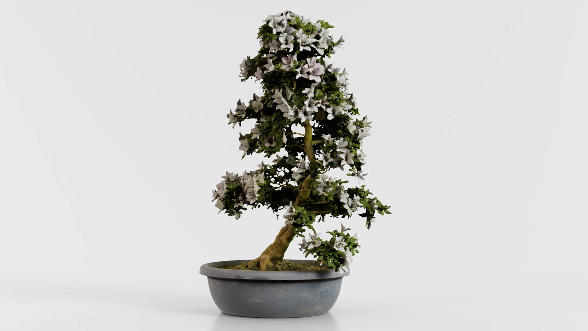 Satsuki Azalea Shakan Rhododendron Indicum Bonsai Tree - 3D Model by ...