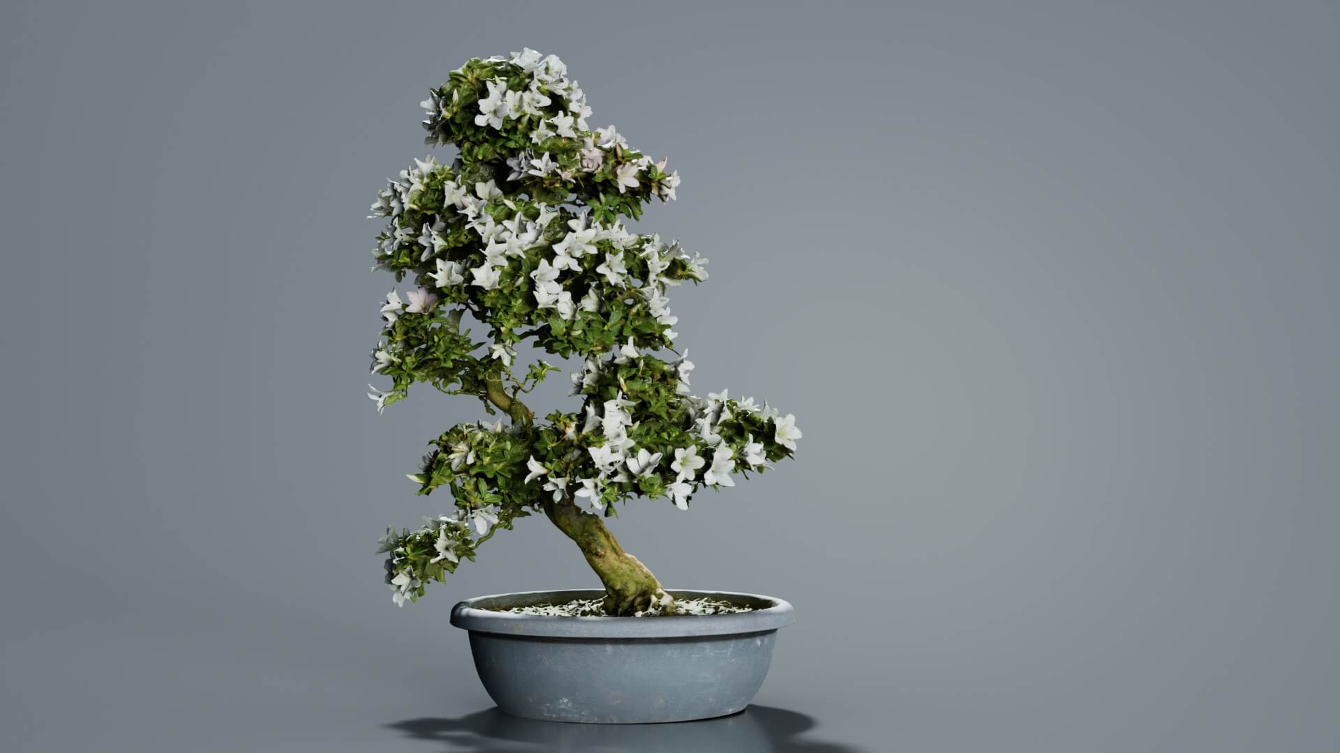 Satsuki Azalea Shakan Rhododendron Indicum Bonsai Tree - 3D Model by ...