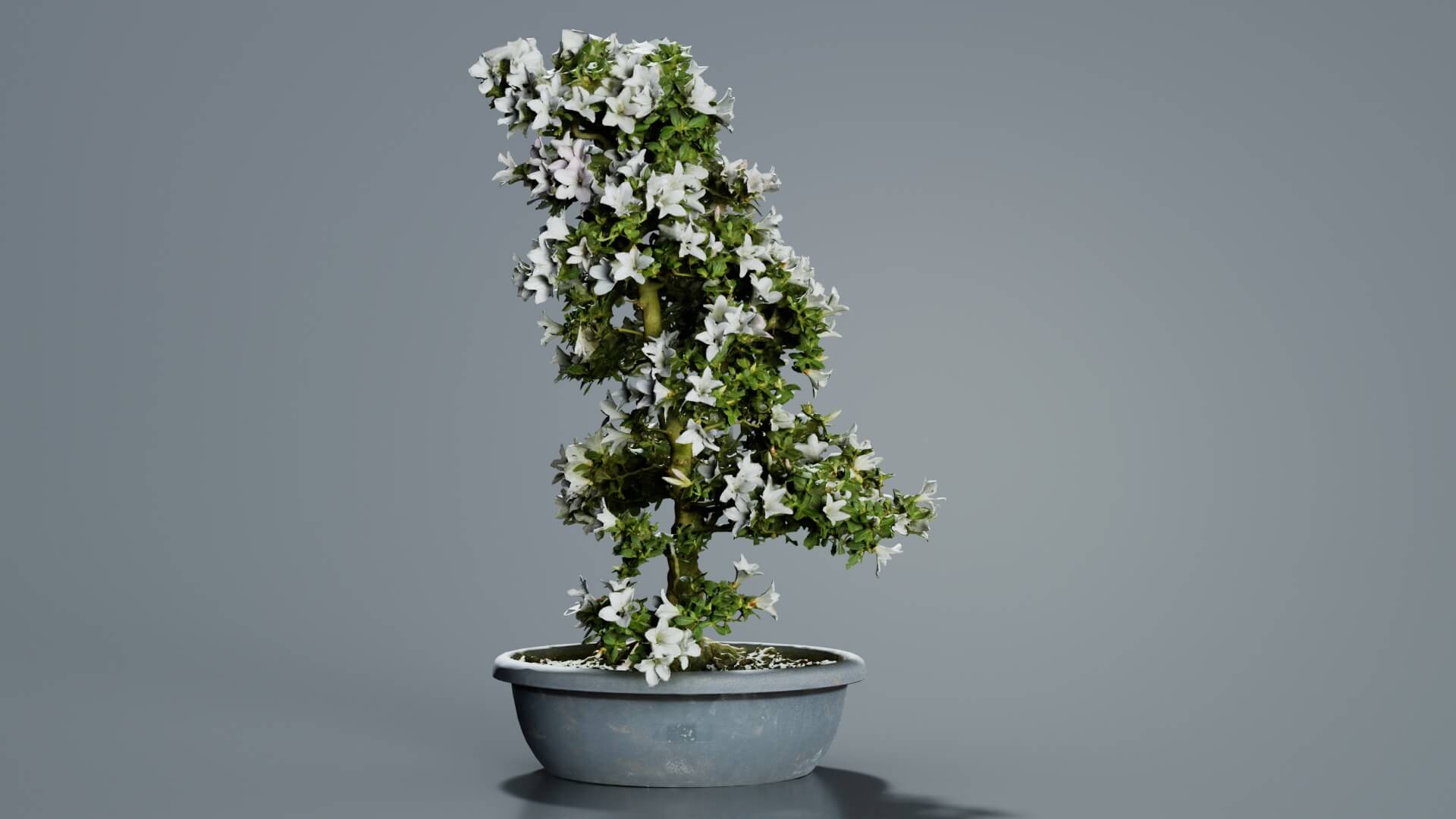 Satsuki Azalea Shakan Rhododendron Indicum Bonsai Tree - 3D Model by ...