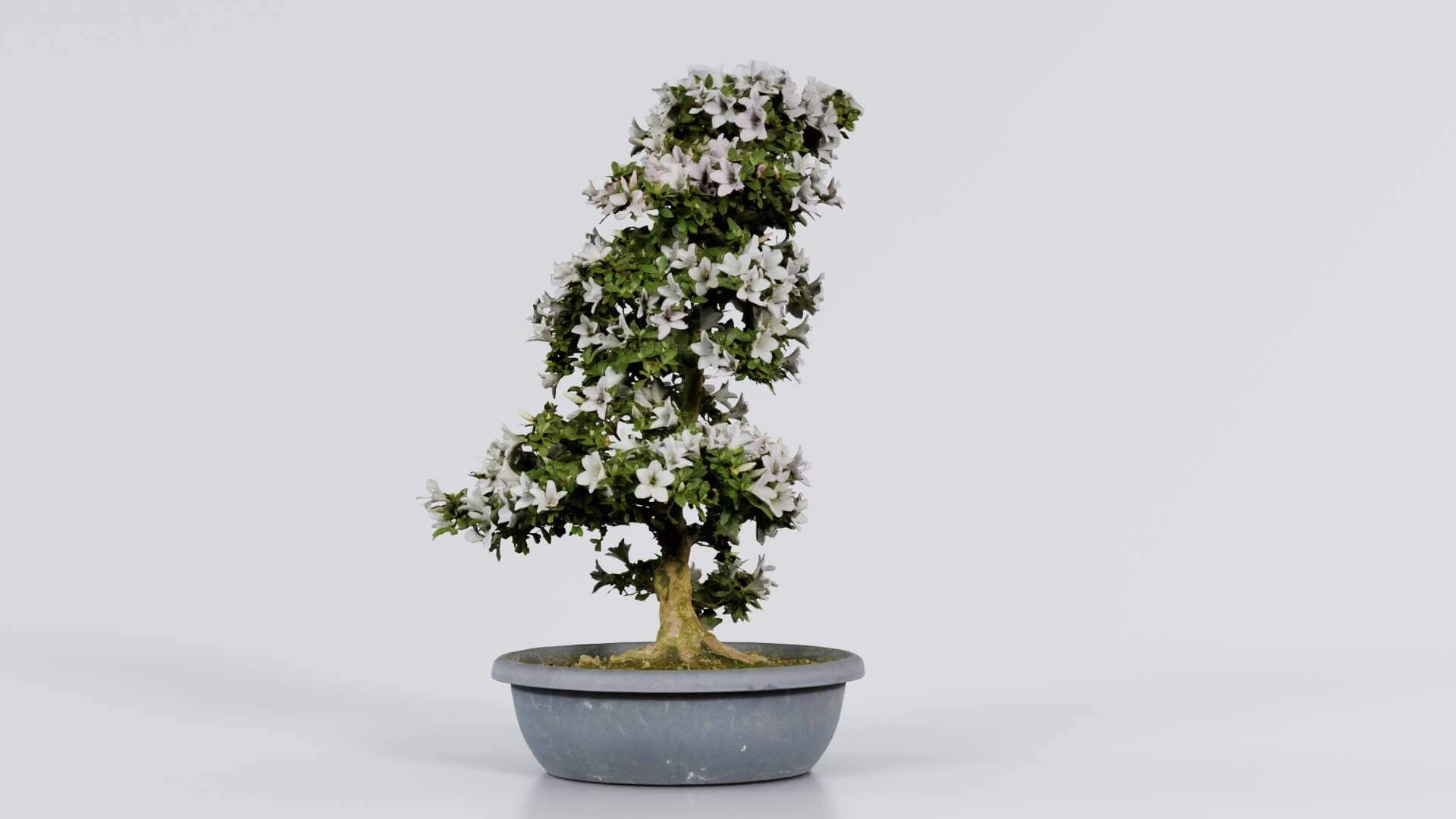 Satsuki Azalea Shakan Rhododendron Indicum Bonsai Tree - 3D Model by ...