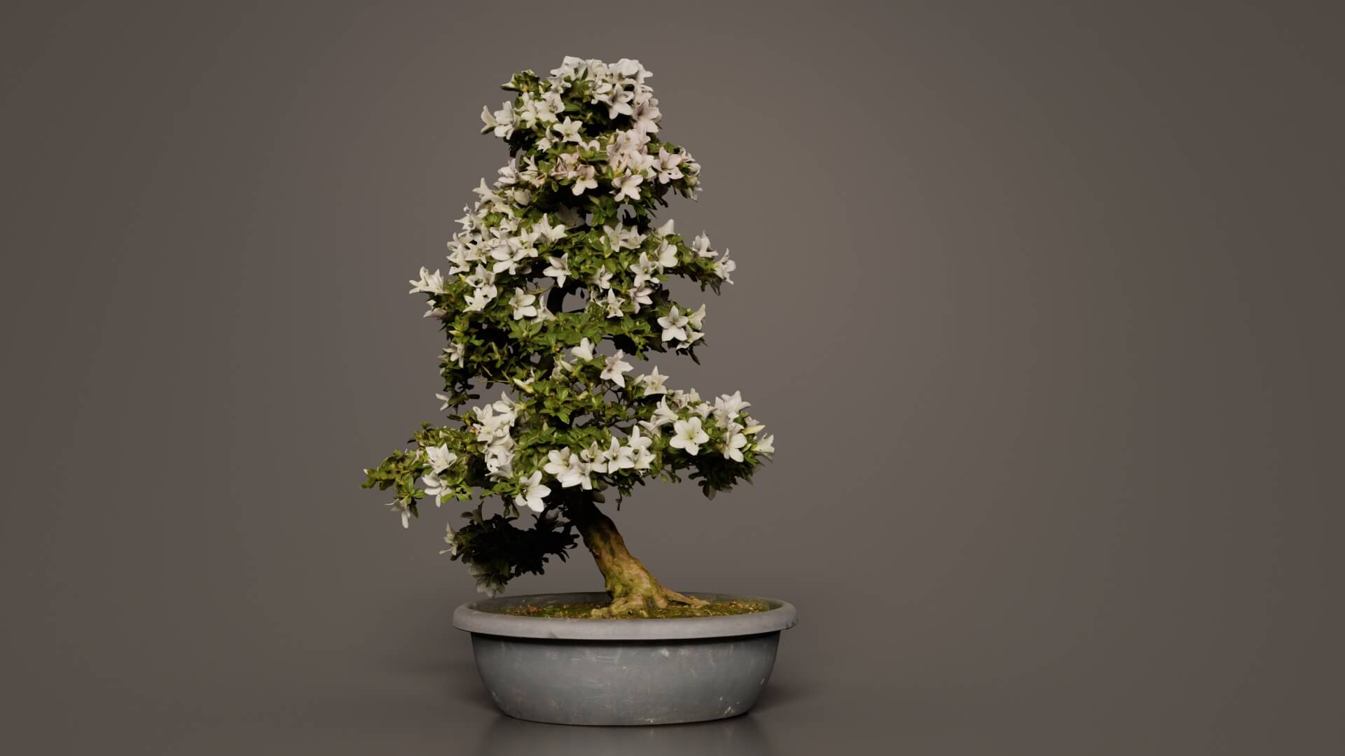 Satsuki Azalea Shakan Rhododendron Indicum Bonsai Tree - 3D Model by ...