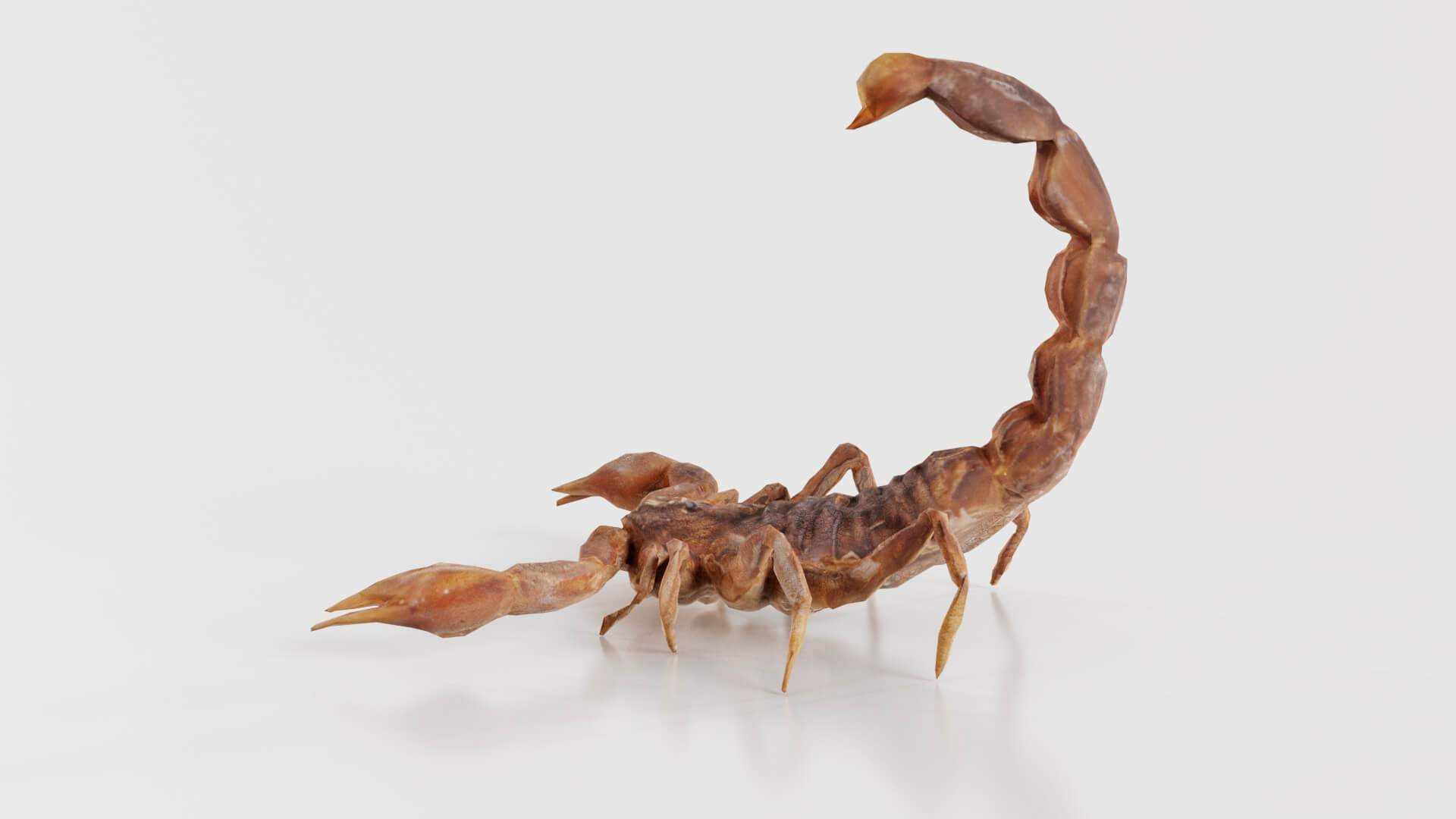 Scorpio Maurus Palmatus Scorpion - 3D Model by Polygonal Miniatures