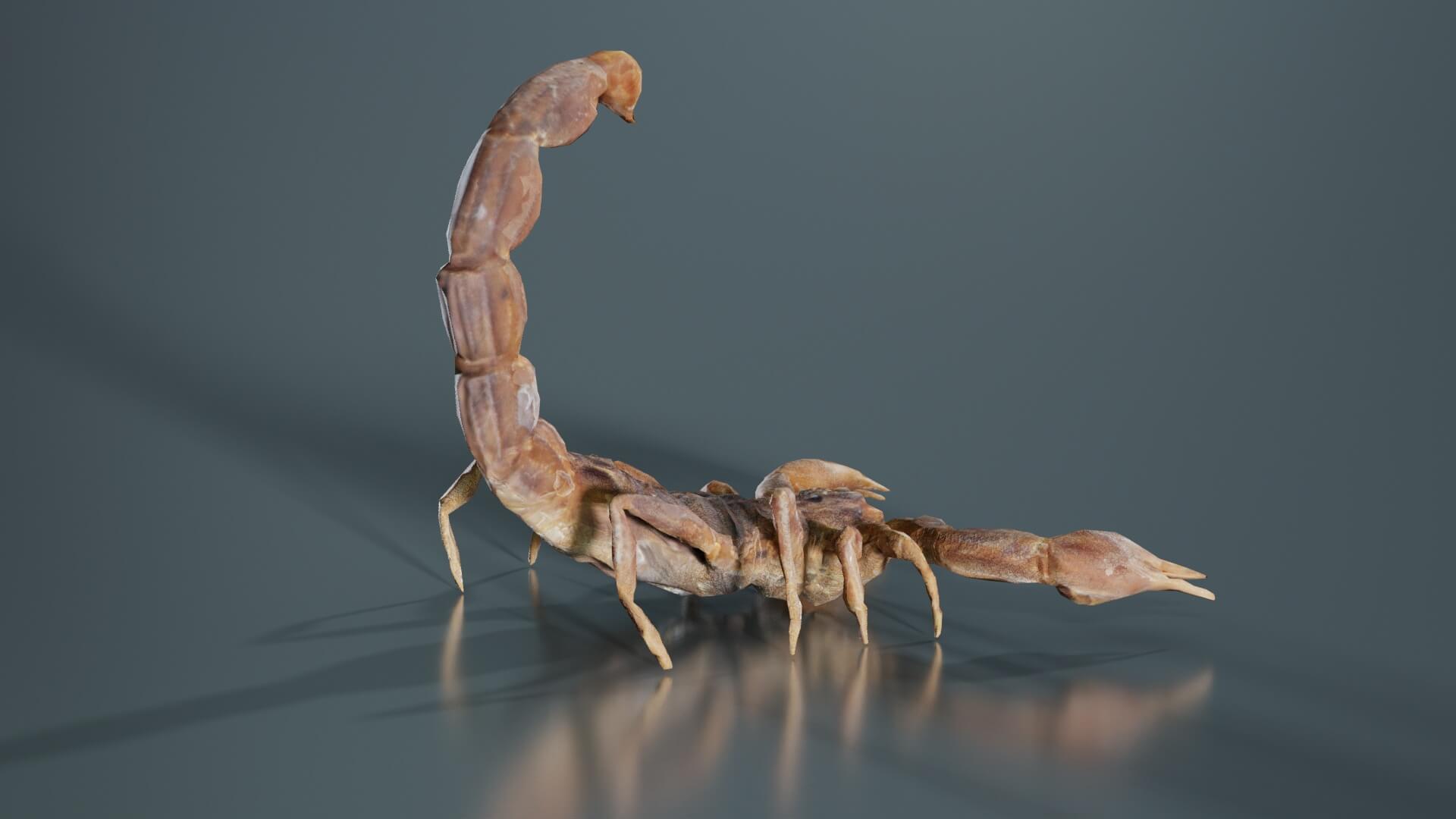 Scorpio Maurus Palmatus Scorpion - 3D Model by Polygonal Miniatures