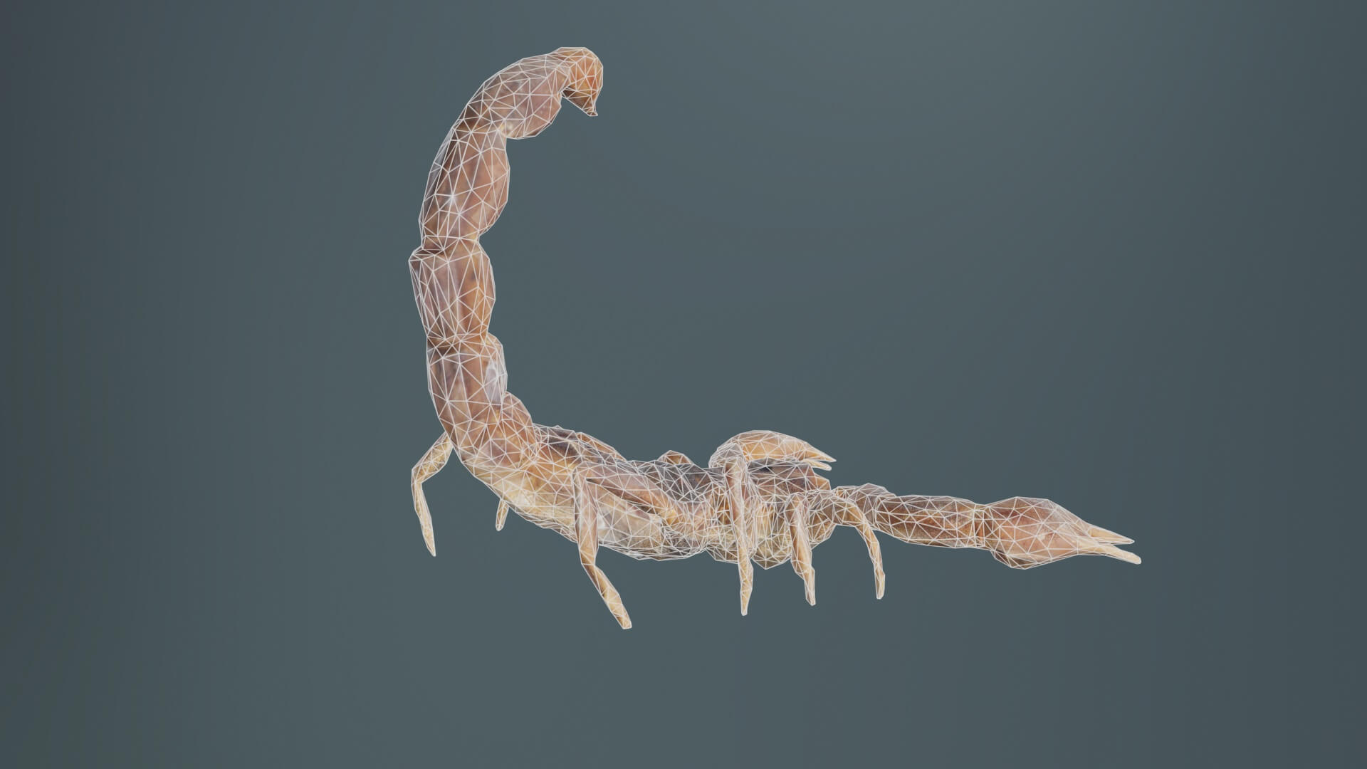 Scorpio Maurus Palmatus Scorpion - 3D Model by Polygonal Miniatures