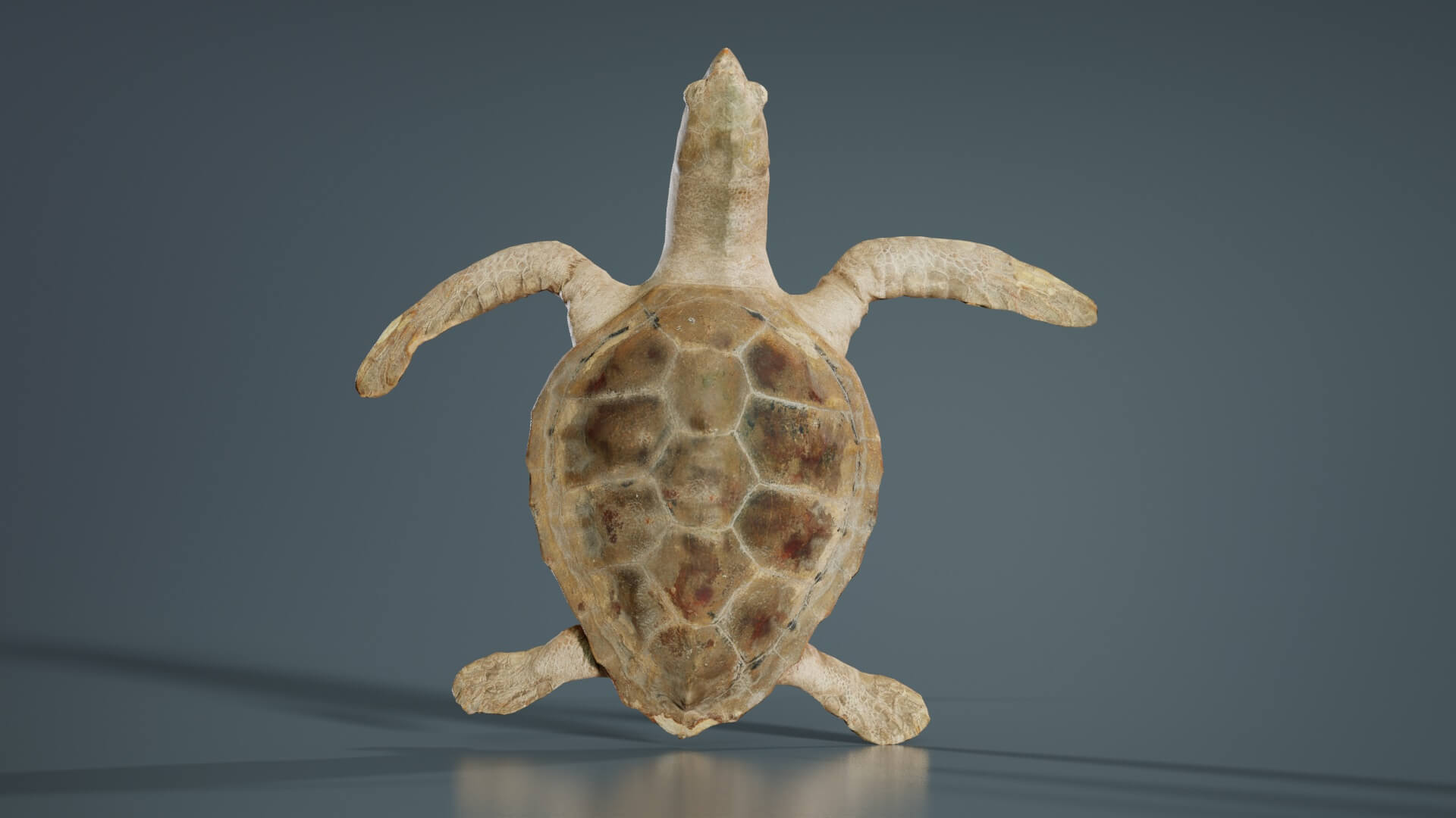 Large Sea Turtle - 3D Model by Polygonal Miniatures