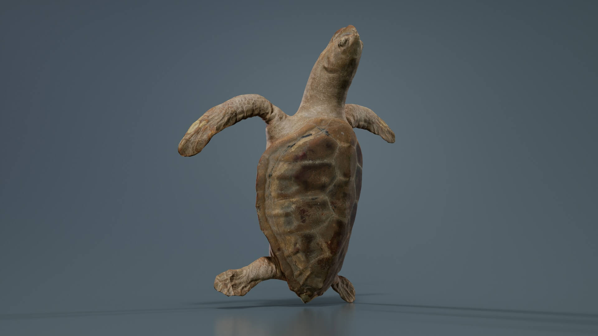 Large Sea Turtle - 3D Model by Polygonal Miniatures