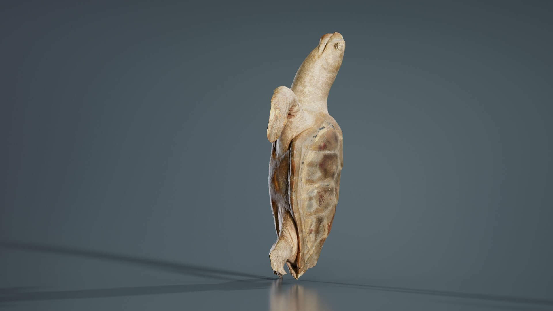 Large Sea Turtle - 3D Model by Polygonal Miniatures