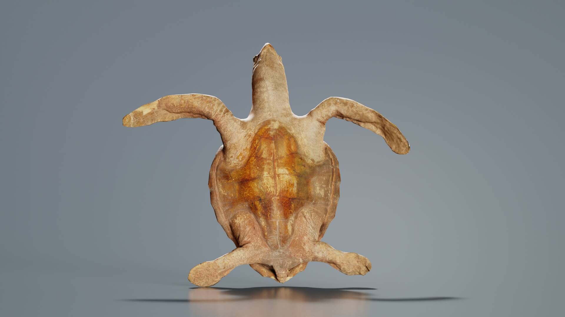 Large Sea Turtle - 3D Model by Polygonal Miniatures