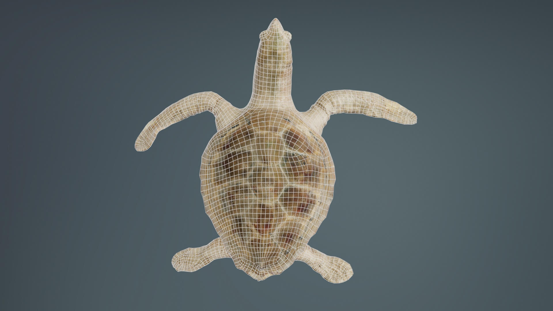 Large Sea Turtle - 3D Model by Polygonal Miniatures