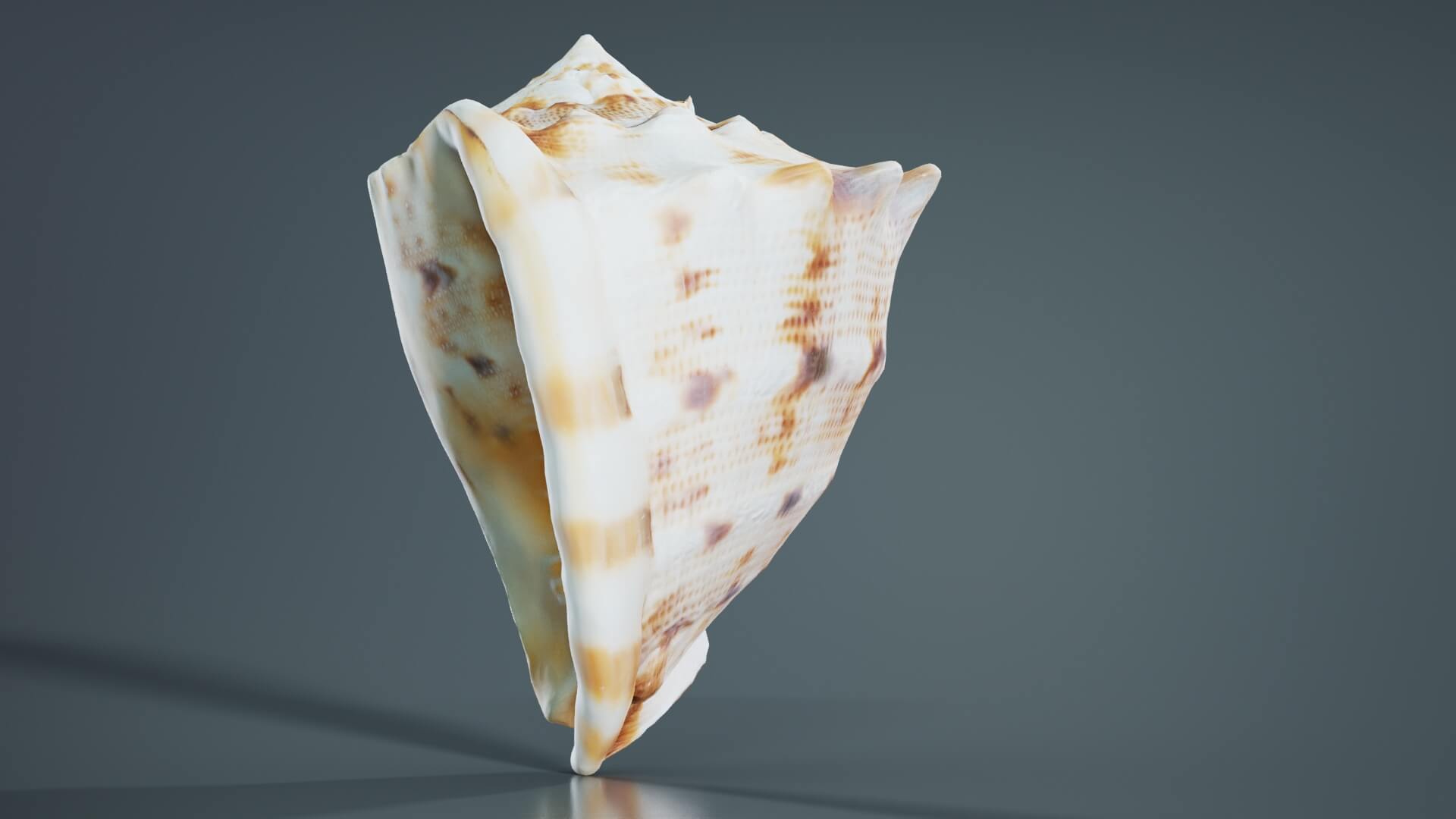 Shell Brown - 3D Model by Polygonal Miniatures