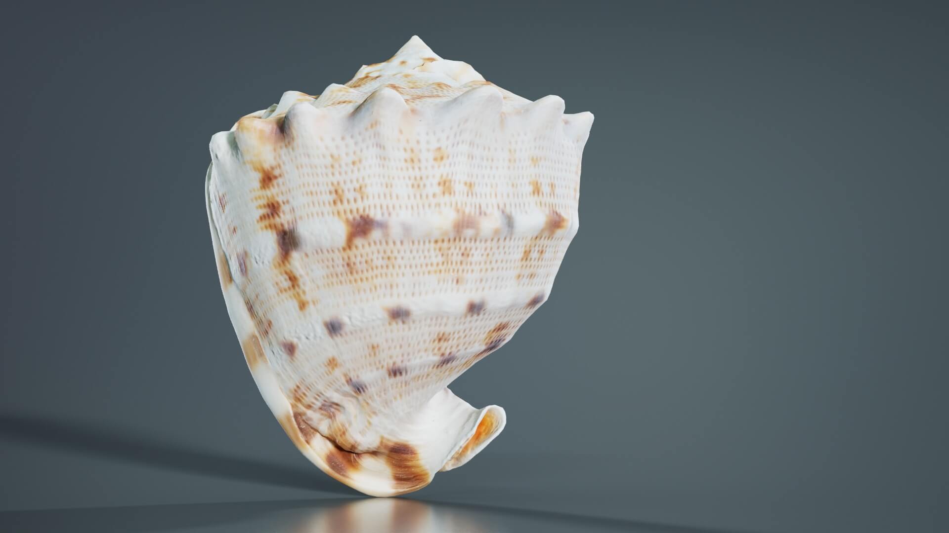 Shell Brown - 3D Model by Polygonal Miniatures