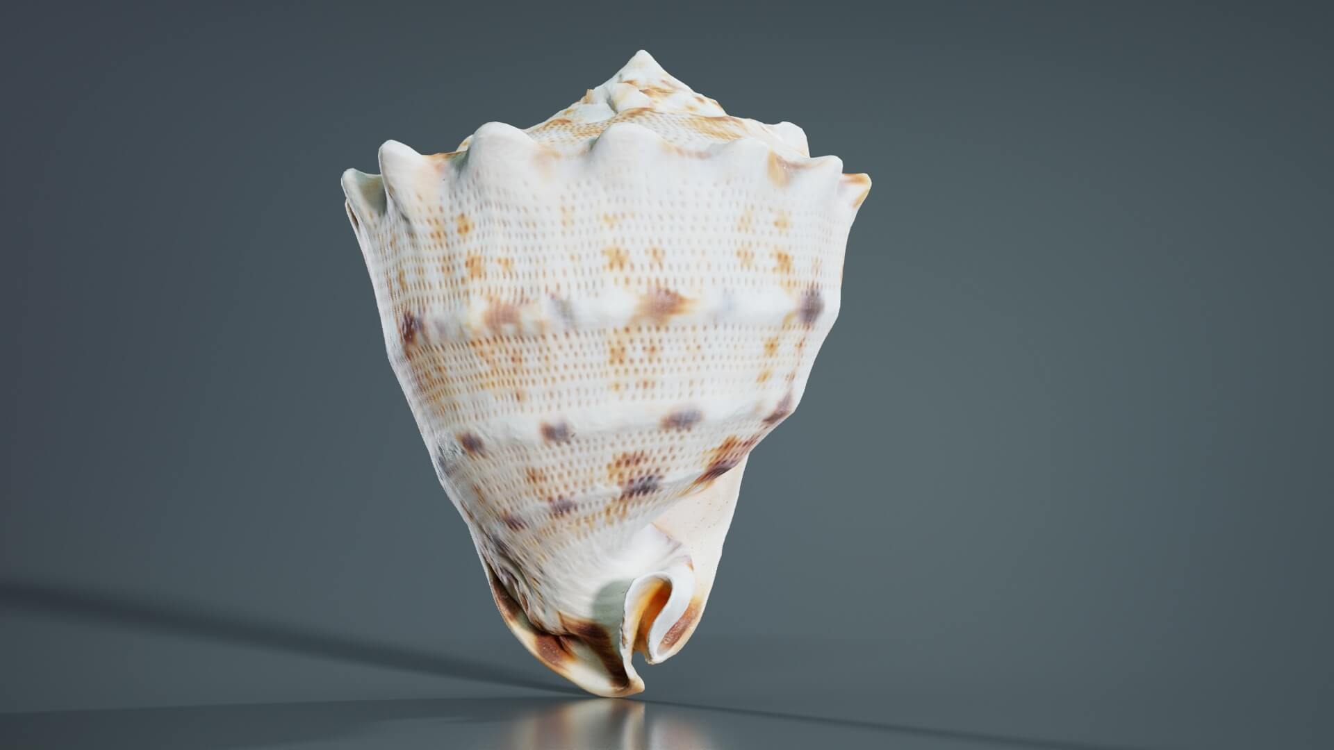 Shell Brown - 3D Model by Polygonal Miniatures