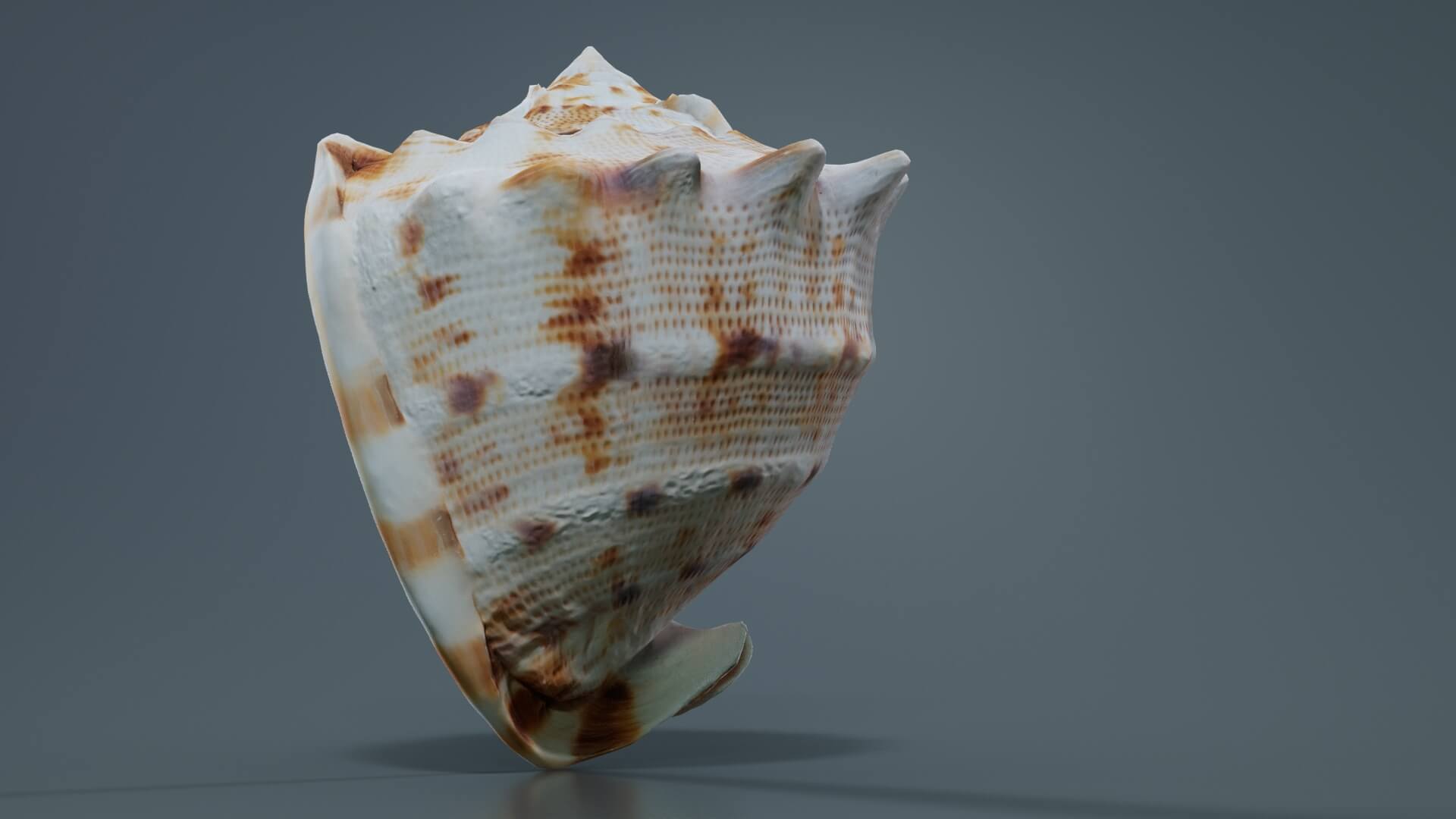 Shell Brown - 3D Model by Polygonal Miniatures