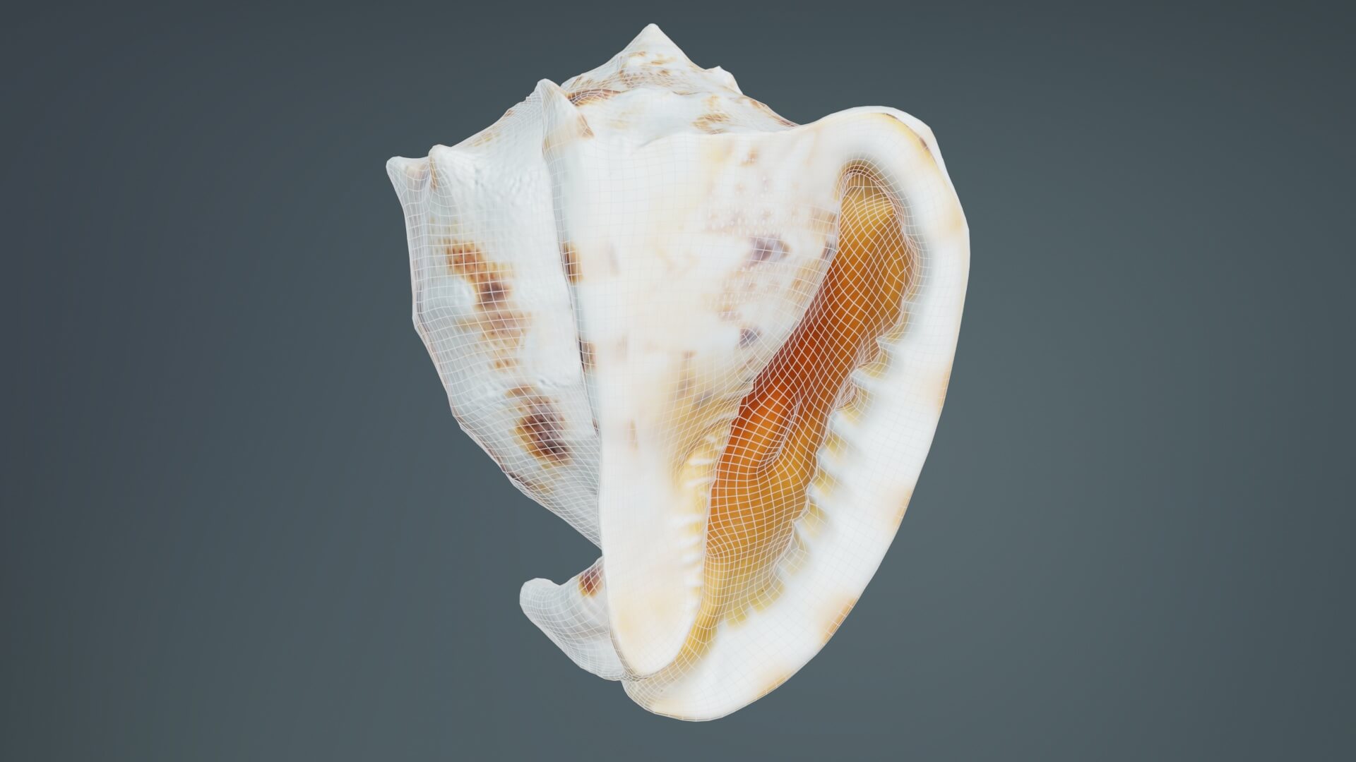 Shell Brown - 3D Model by Polygonal Miniatures