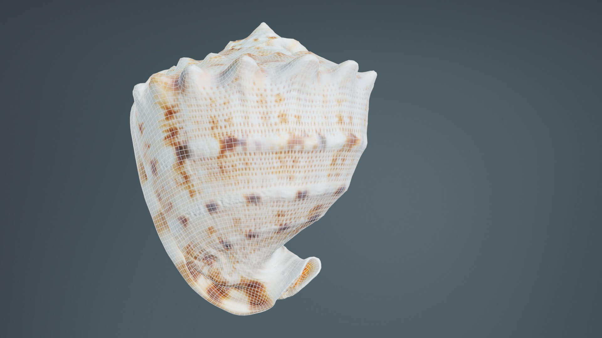 Shell Brown - 3D Model by Polygonal Miniatures