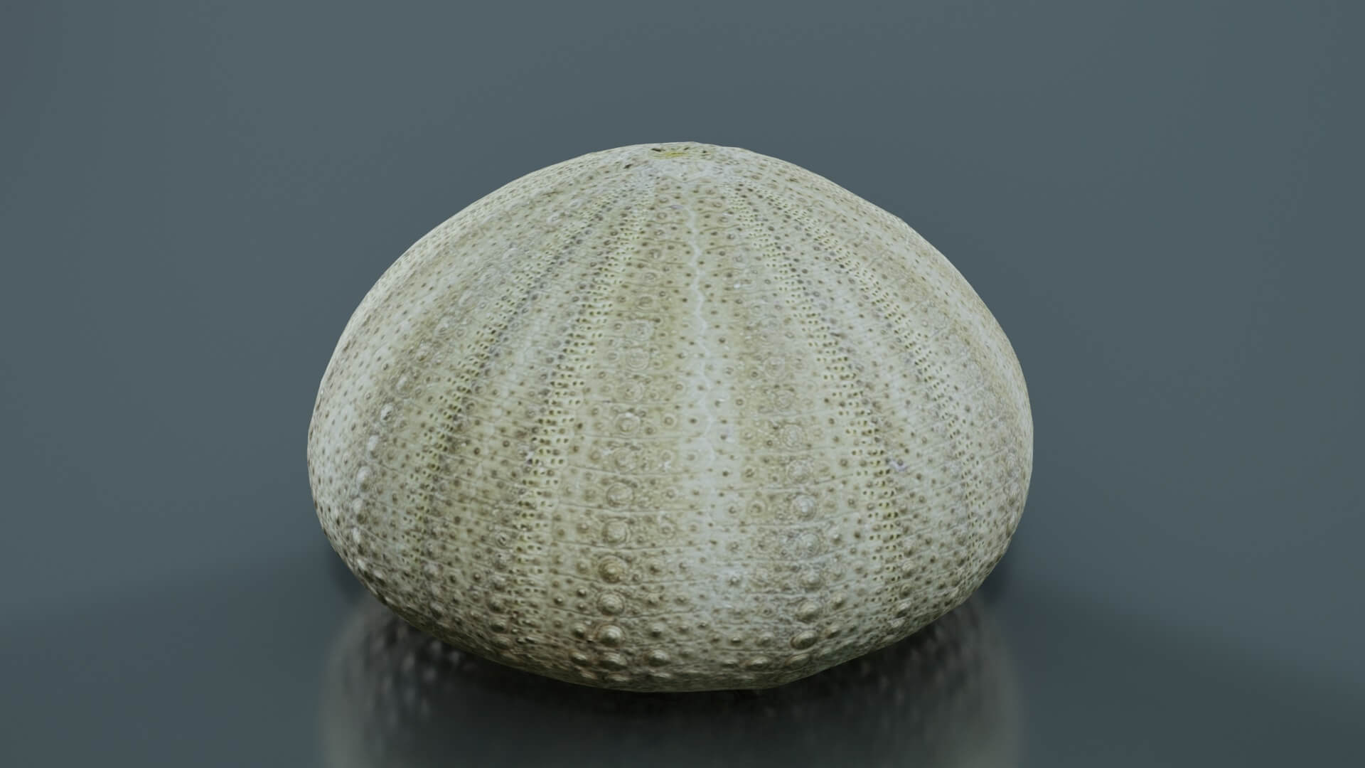 Shell Green - 3D Model by Polygonal Miniatures