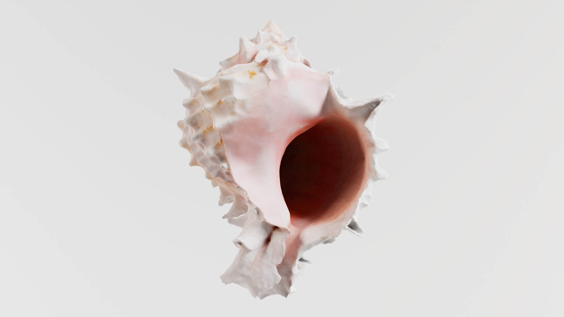 Shell Pink - 3D Model by Polygonal Miniatures