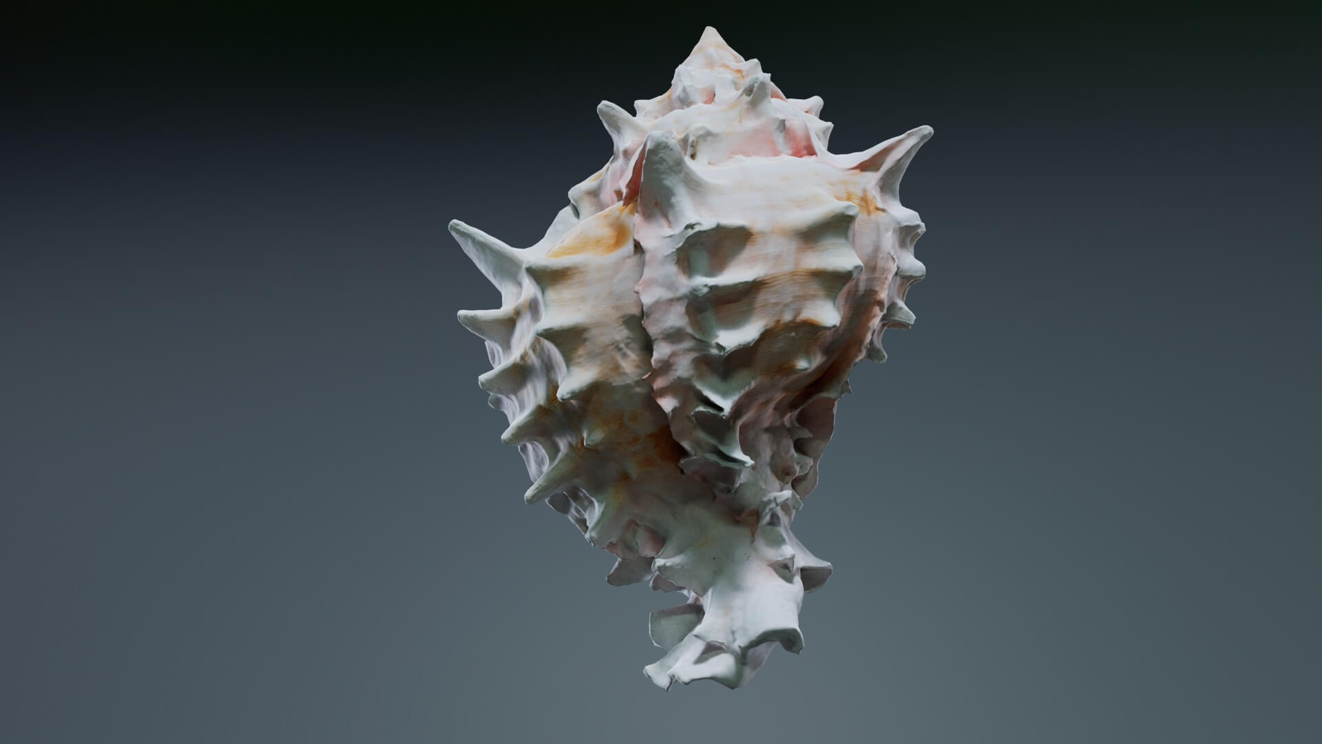 Shell Pink - 3D Model by Polygonal Miniatures