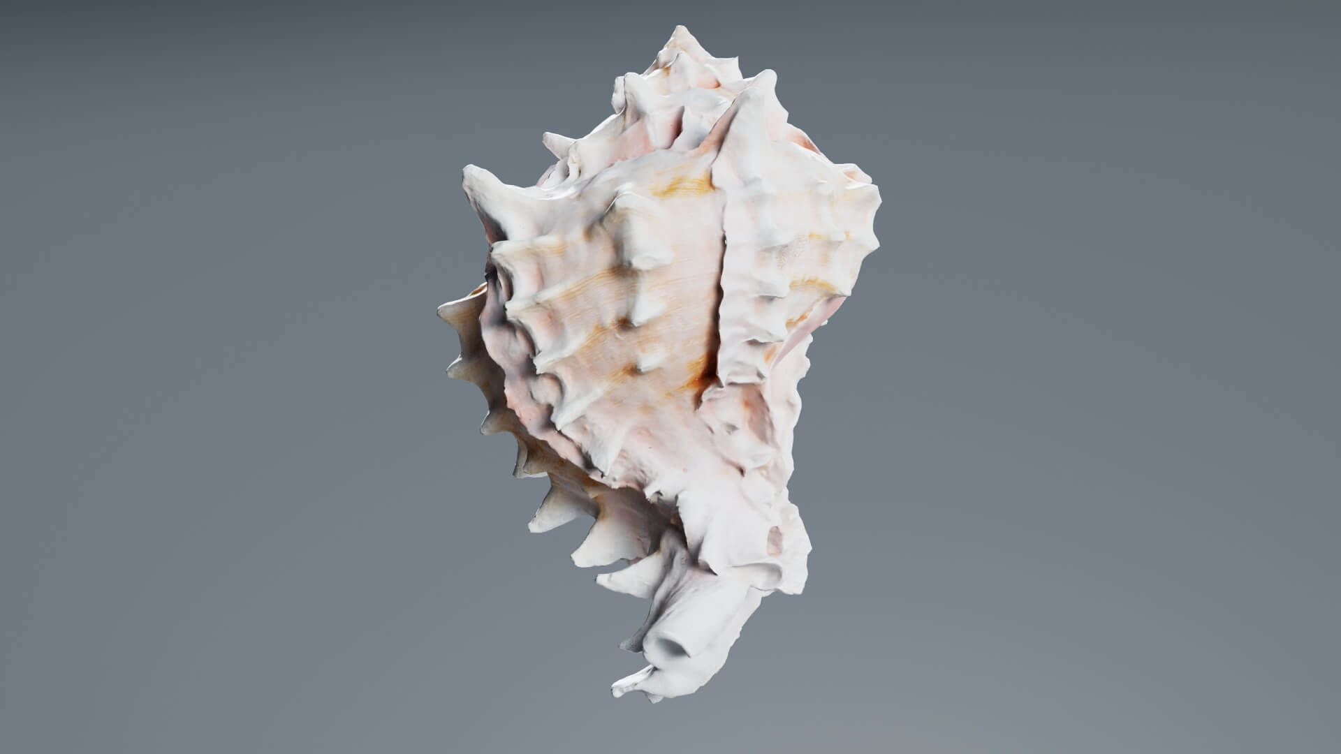 Shell Pink - 3D Model by Polygonal Miniatures