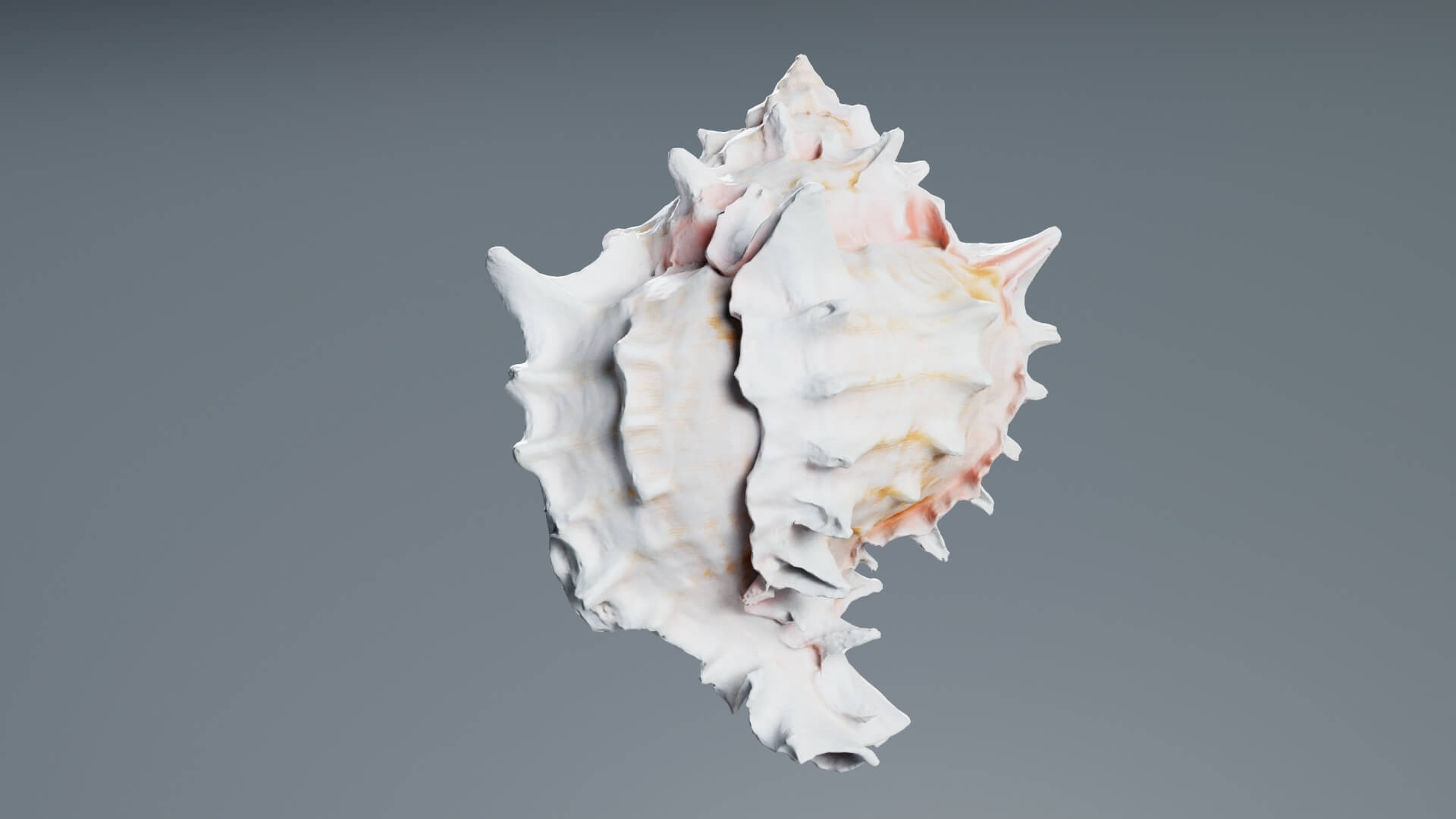 Shell Pink - 3D Model by Polygonal Miniatures