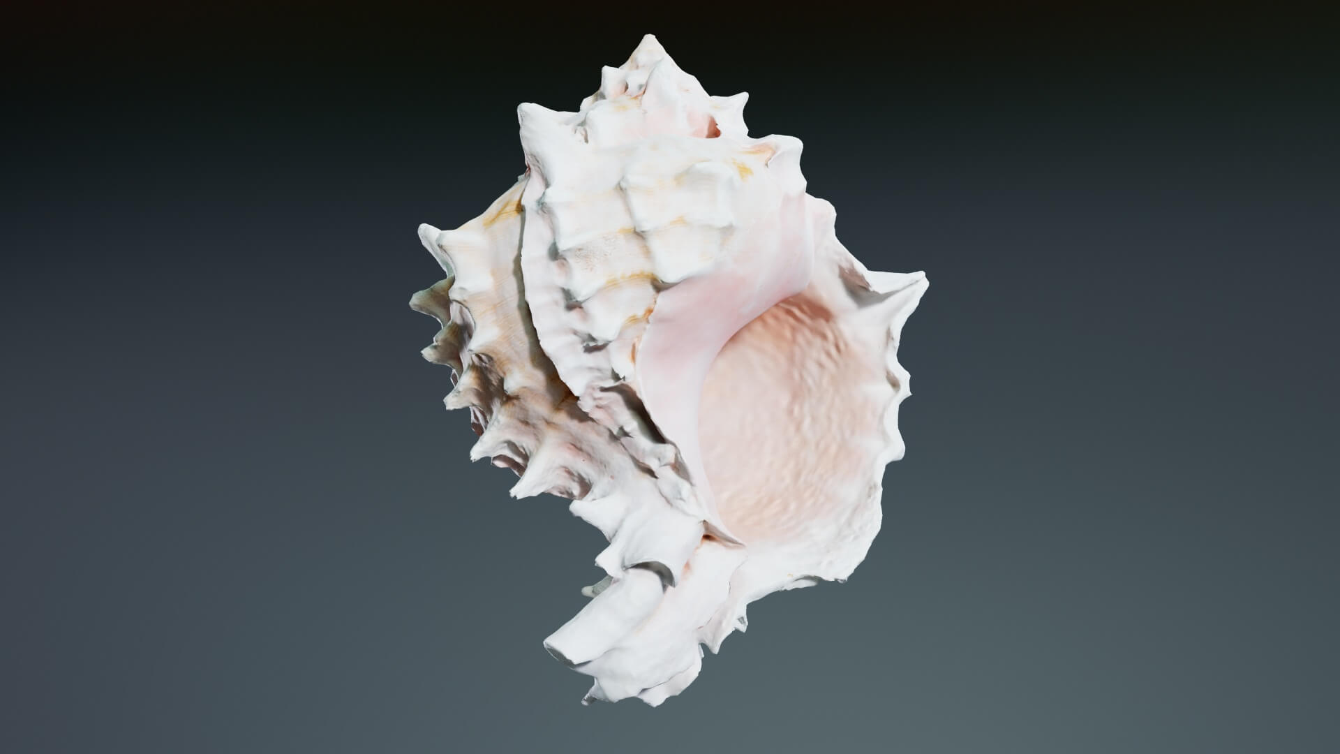Shell Pink - 3D Model by Polygonal Miniatures