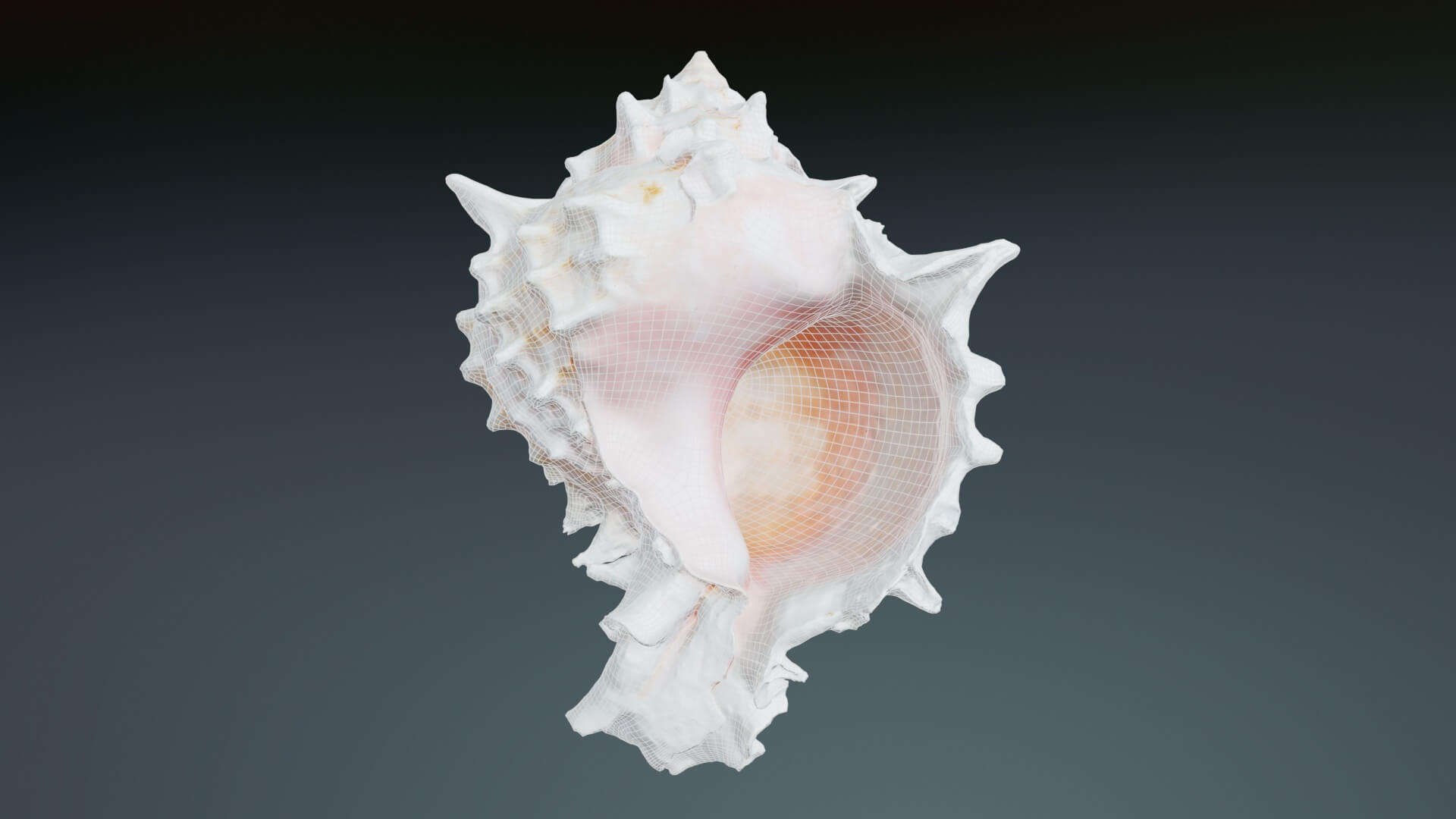 Shell Pink - 3D Model by Polygonal Miniatures