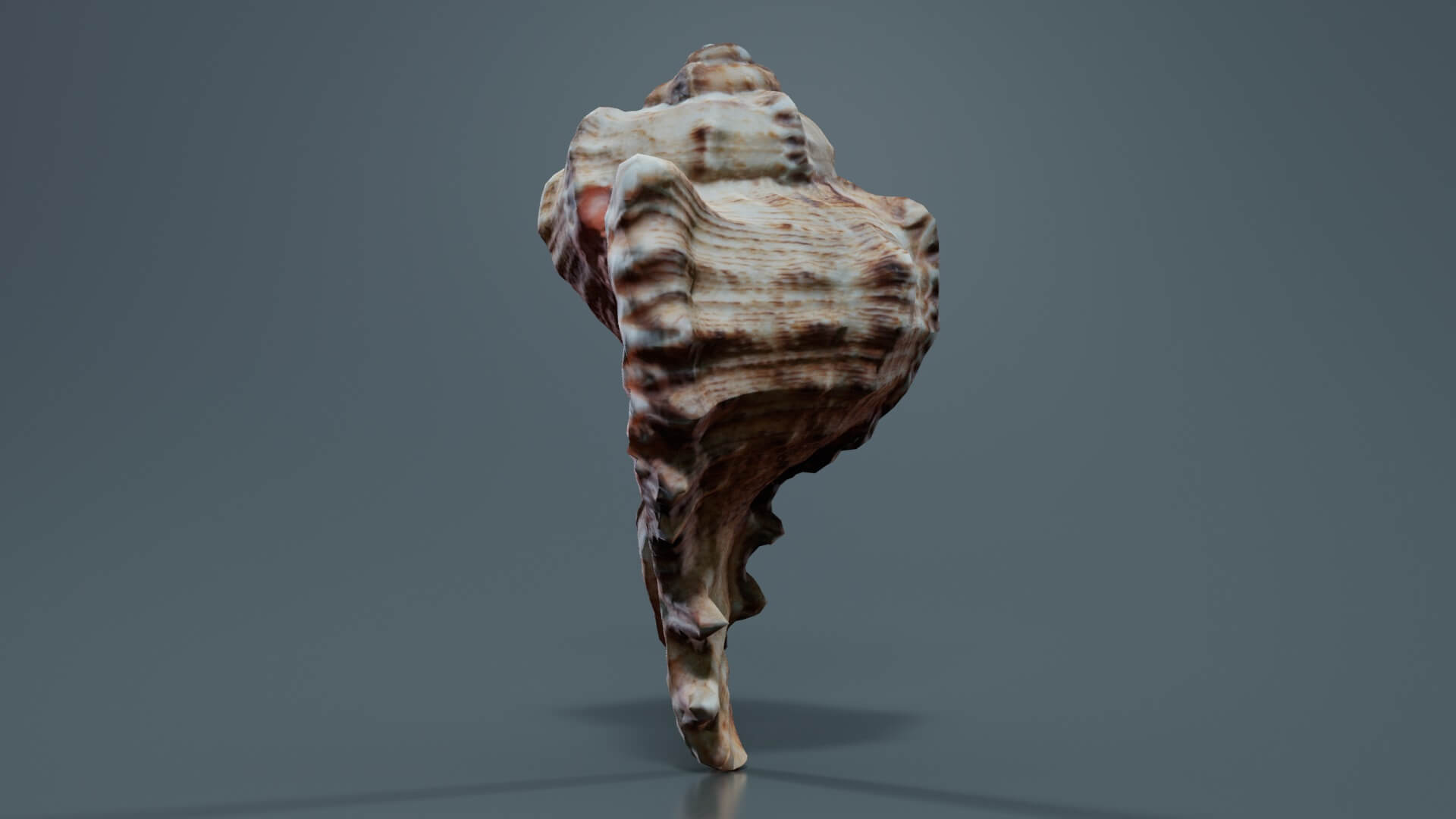 Shell - 3D Model by Polygonal Miniatures