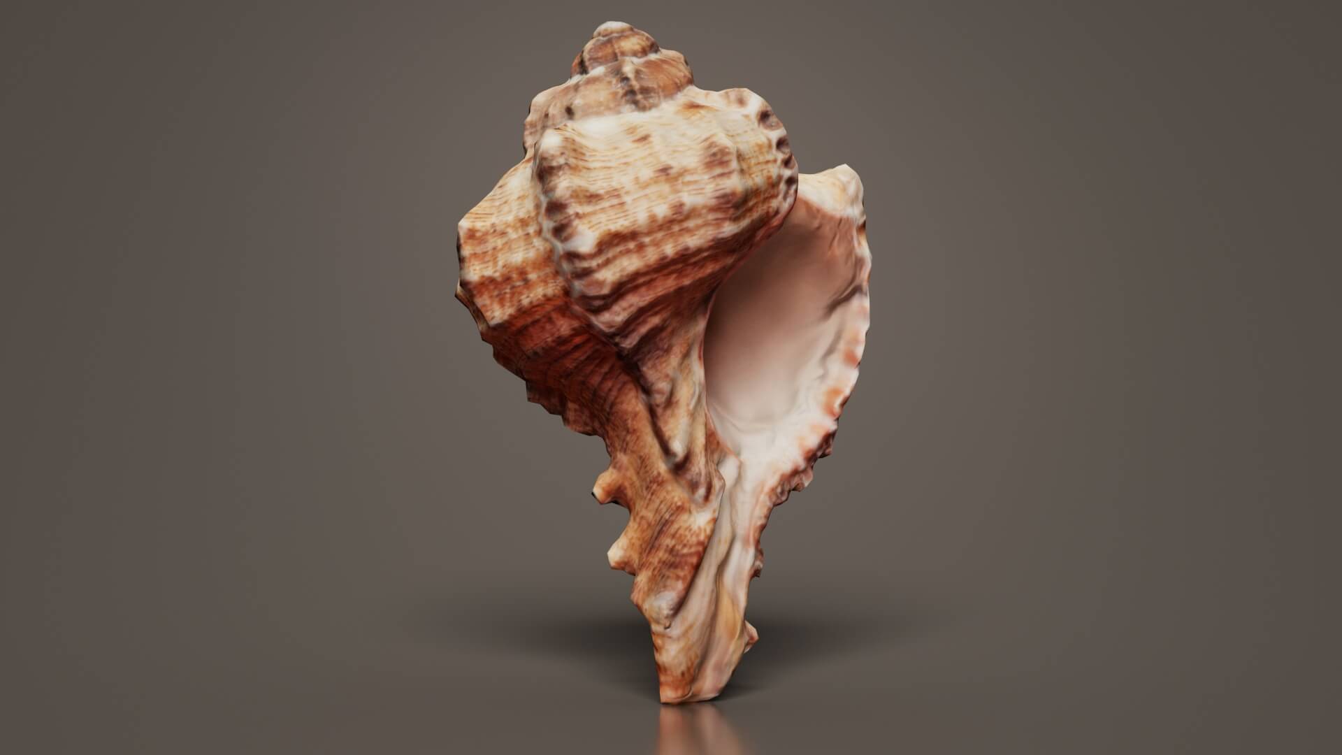 Shell - 3D Model by Polygonal Miniatures