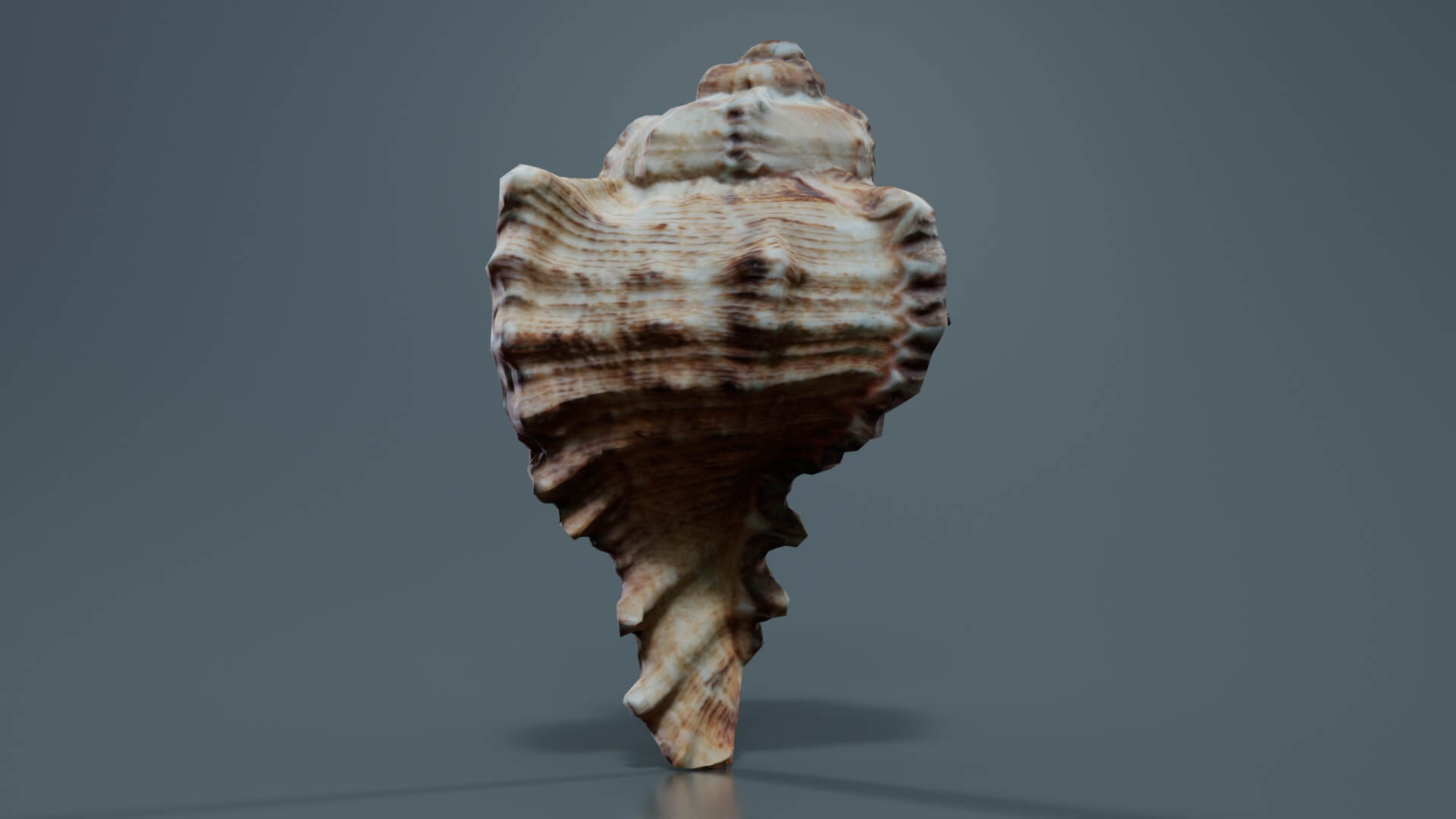 Shell - 3D Model by Polygonal Miniatures