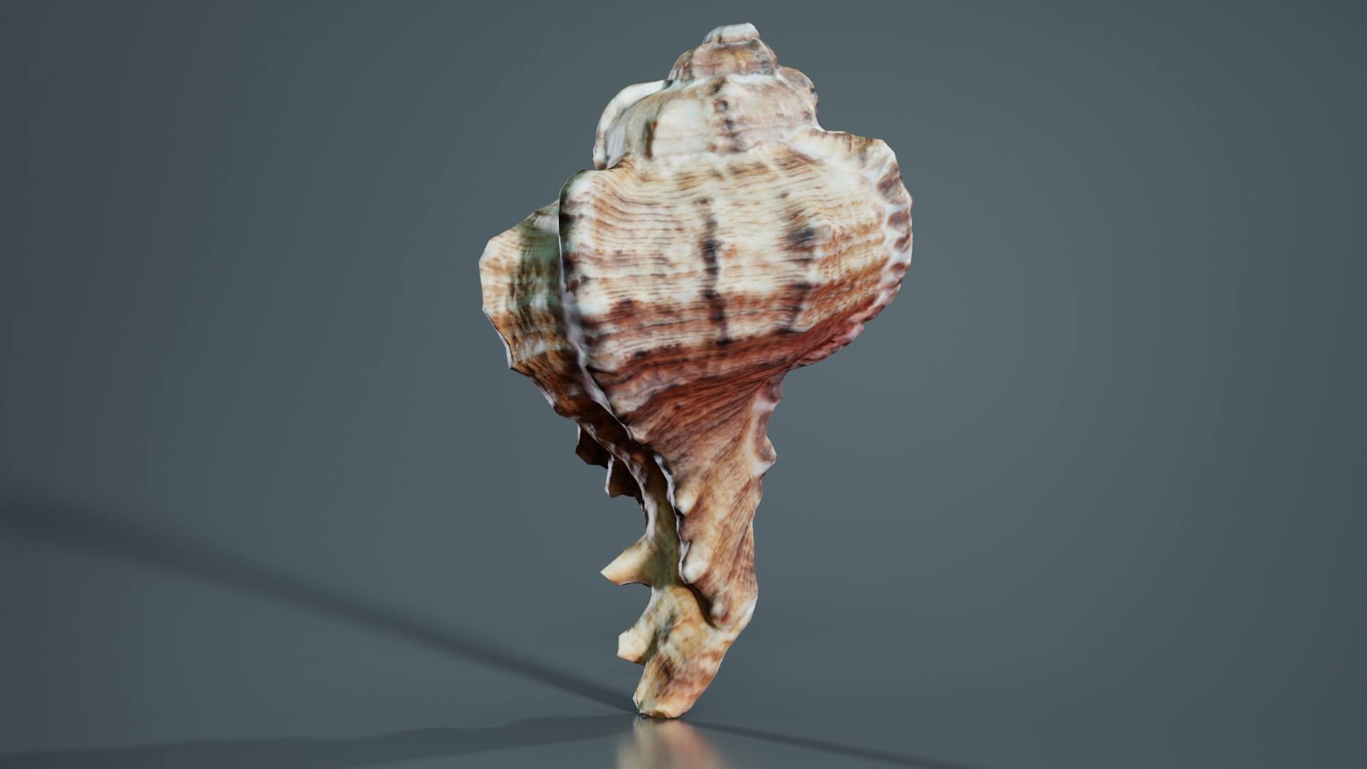 Shell - 3D Model by Polygonal Miniatures
