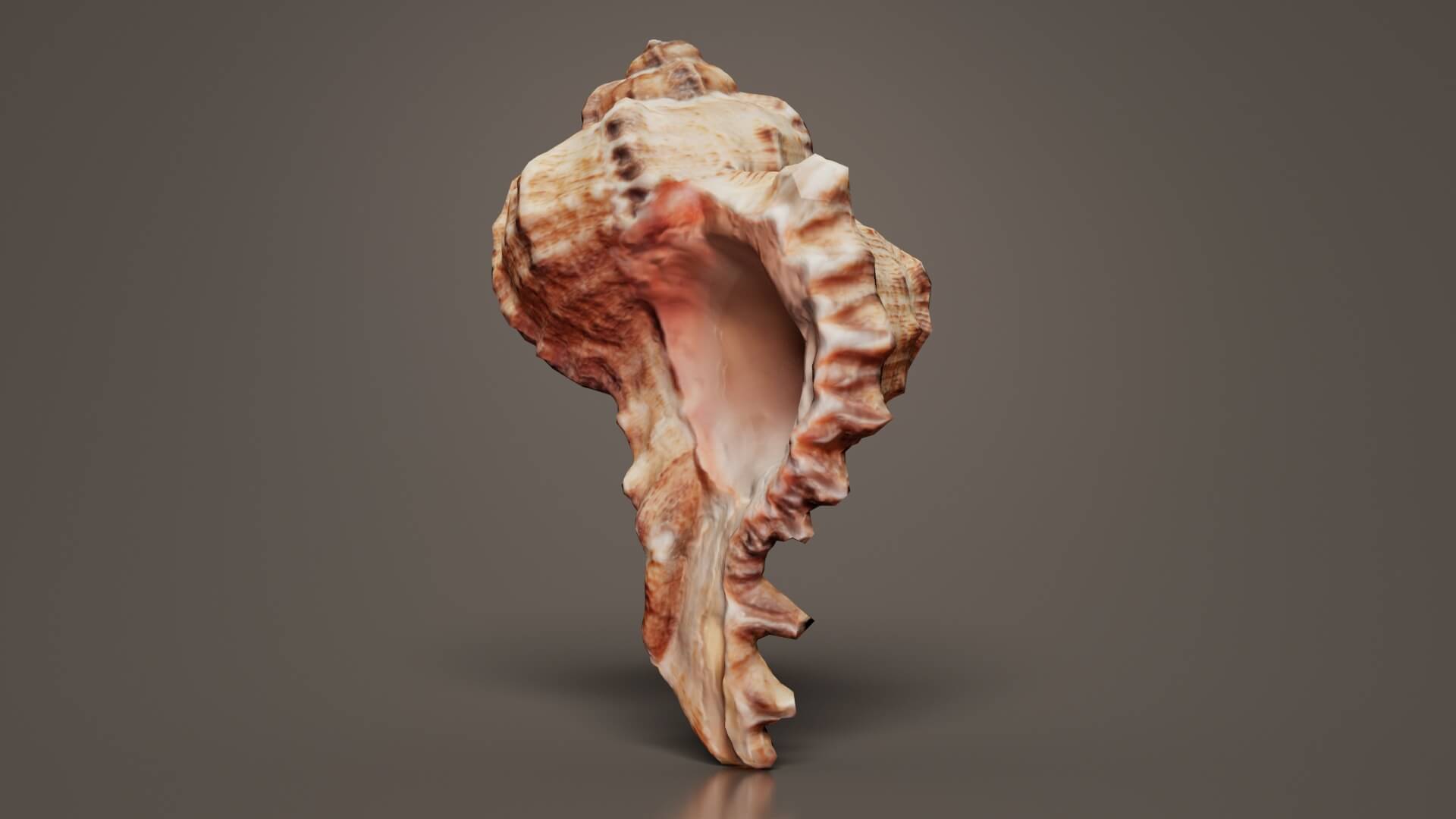 Shell - 3D Model by Polygonal Miniatures