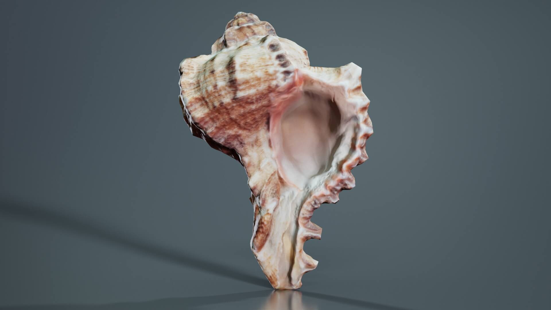 Shell - 3D Model by Polygonal Miniatures