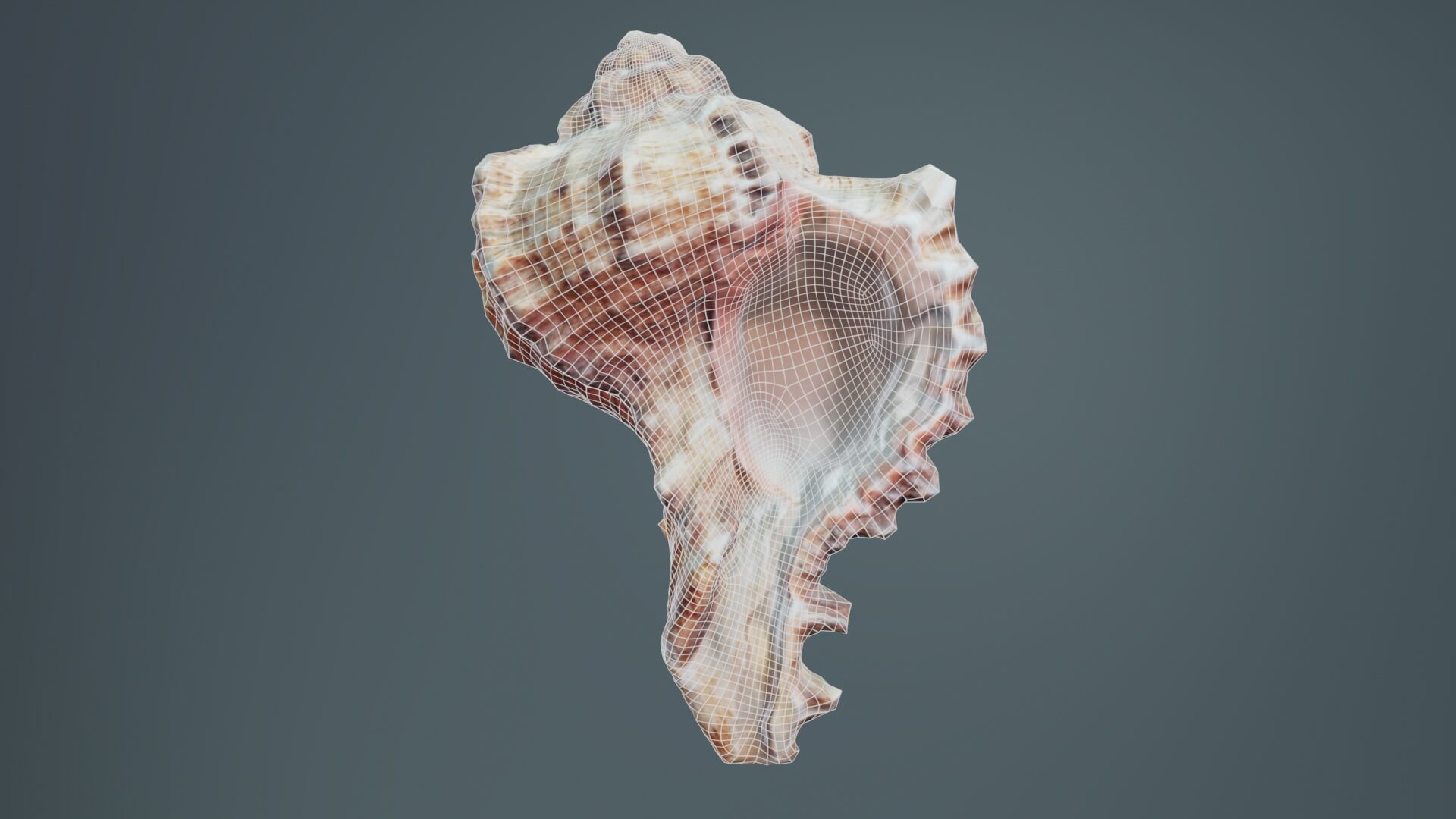 Shell - 3D Model by Polygonal Miniatures