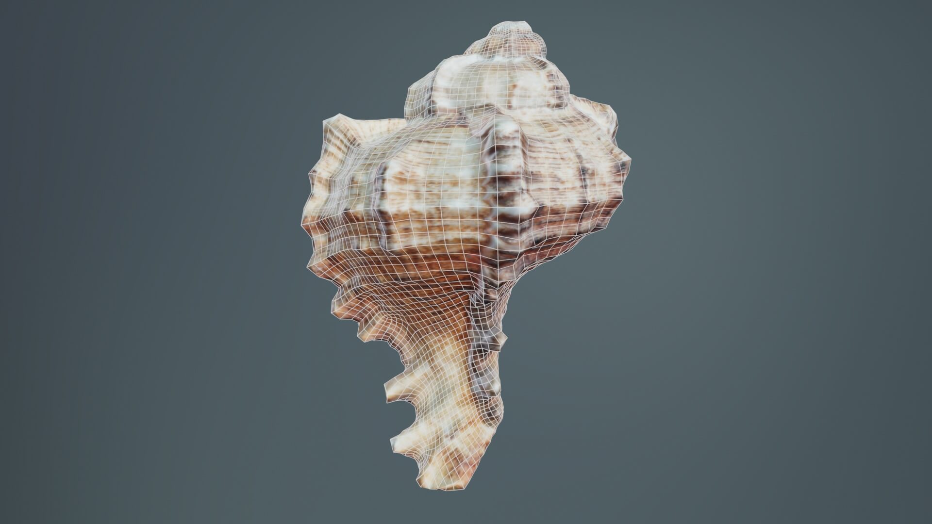 Shell - 3D Model by Polygonal Miniatures
