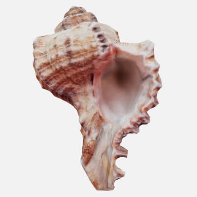 Shell - 3D Model by Polygonal Miniatures