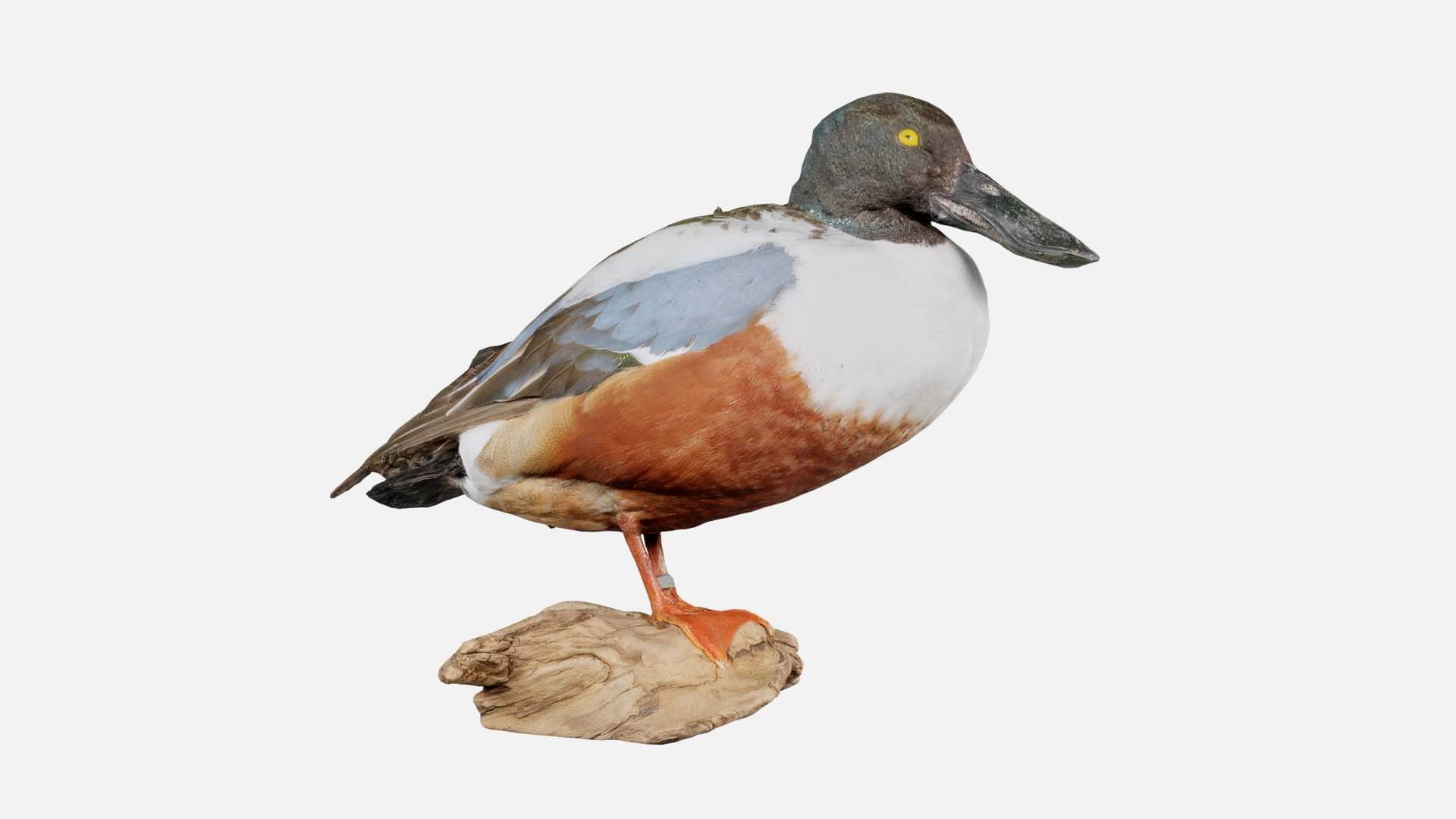 Shoveler Spatula Anas Clypeata Anatidae - 3D Model by Polygonal Miniatures