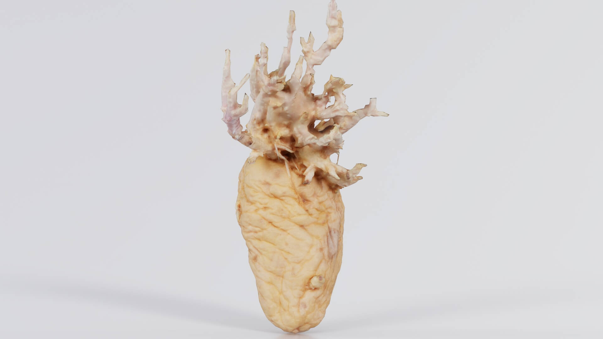 Shriveled Potato 4 - 3D Model by Polygonal Miniatures